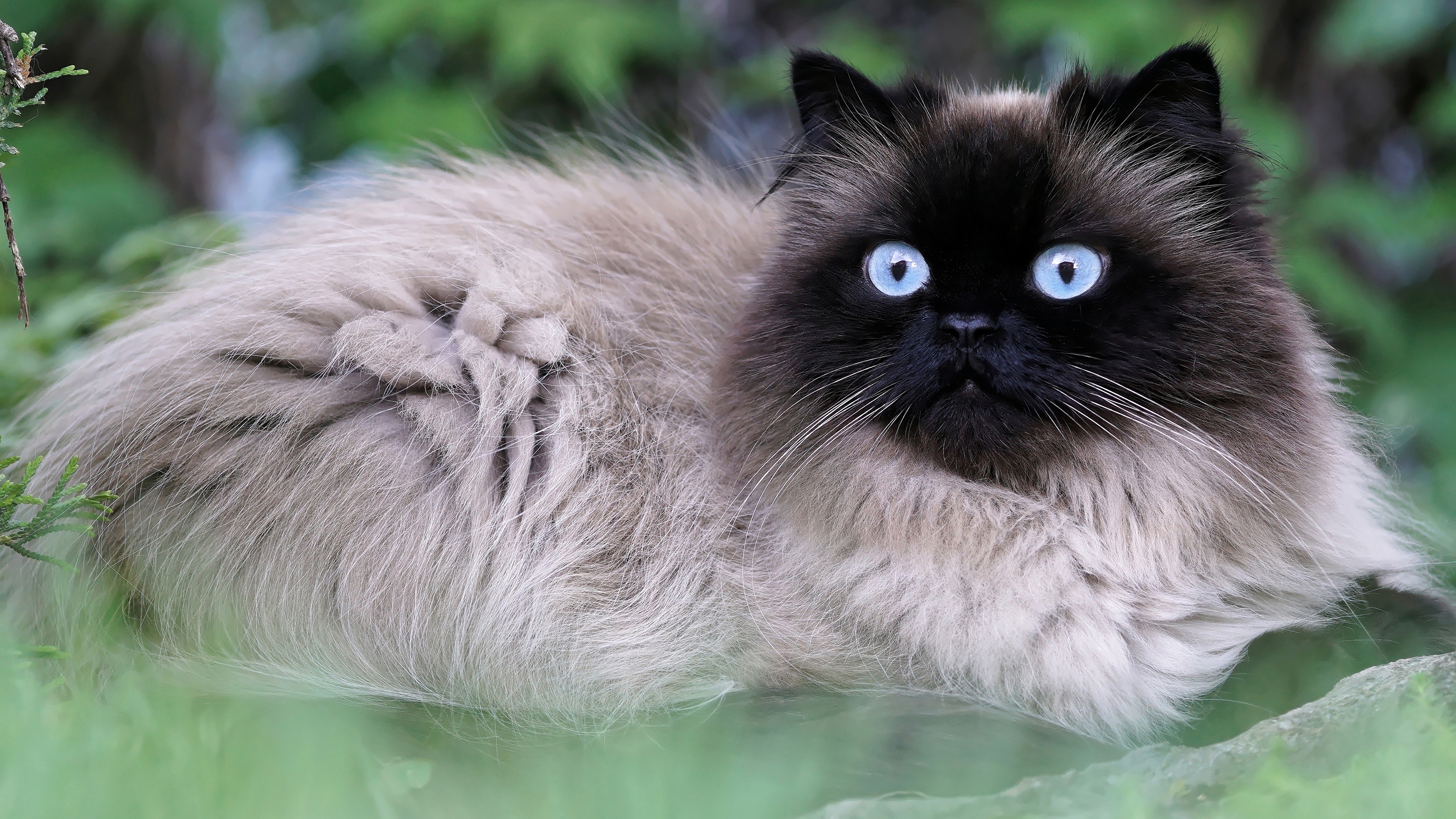 Majestic Blue-Eyed Cat HD Wallpaper