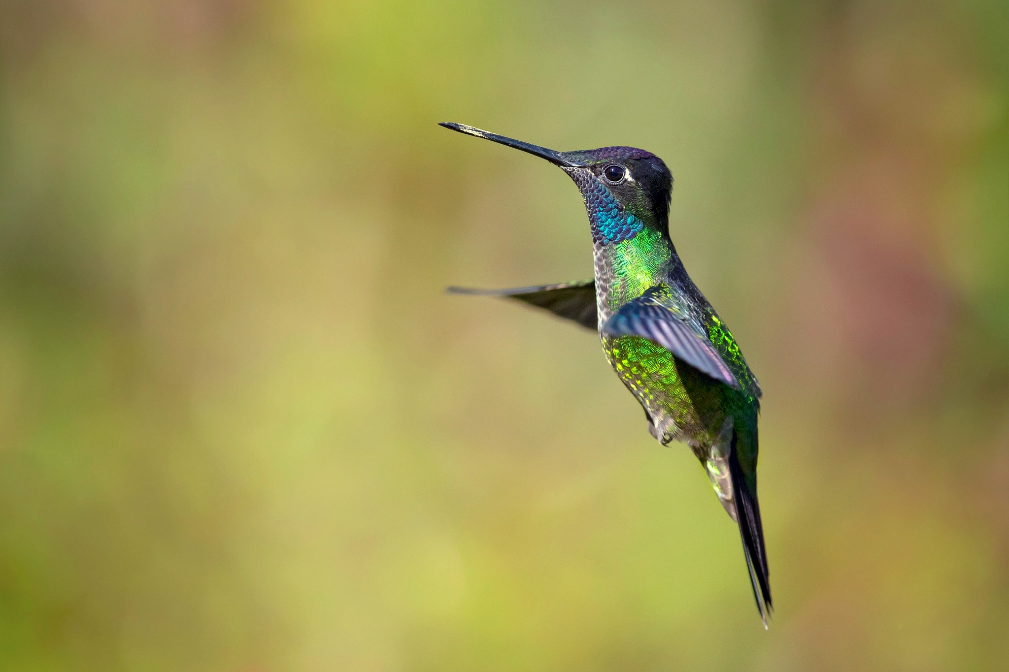 Download Bird Animal Hummingbird HD Wallpaper