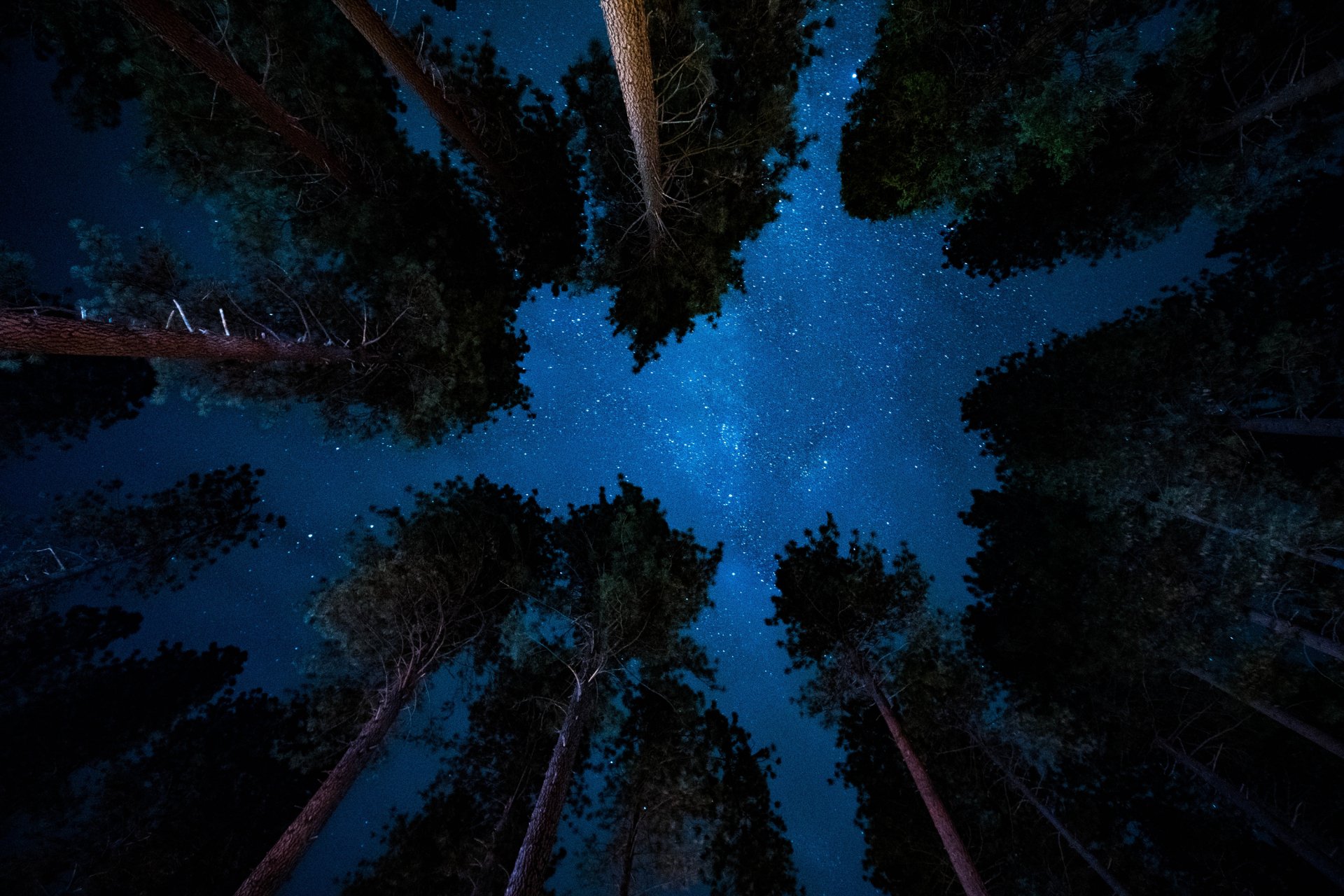 Starry Night Sky Through Towering Trees – HD Nature Wallpaper