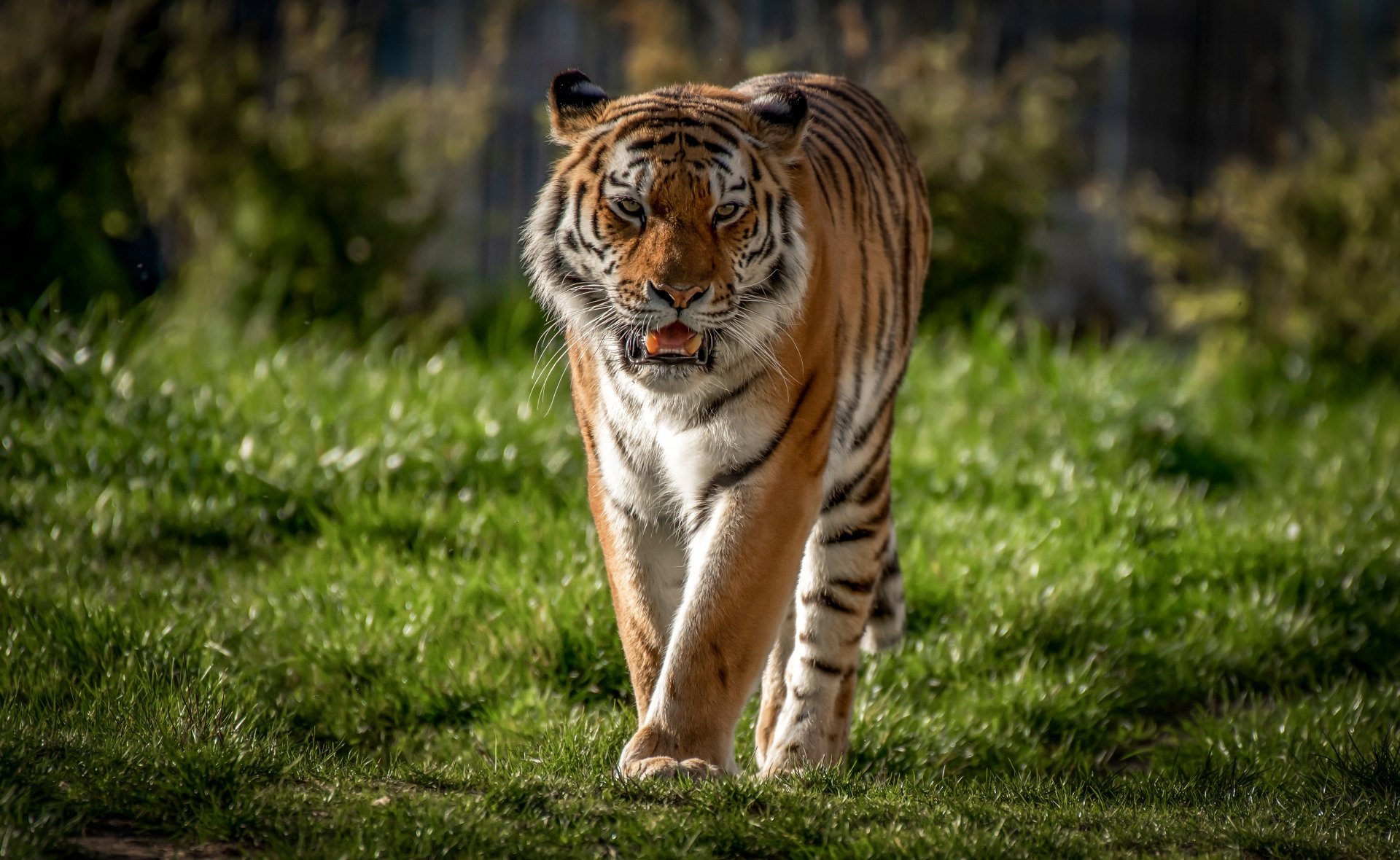 Tiger Hd Wallpaper 0184