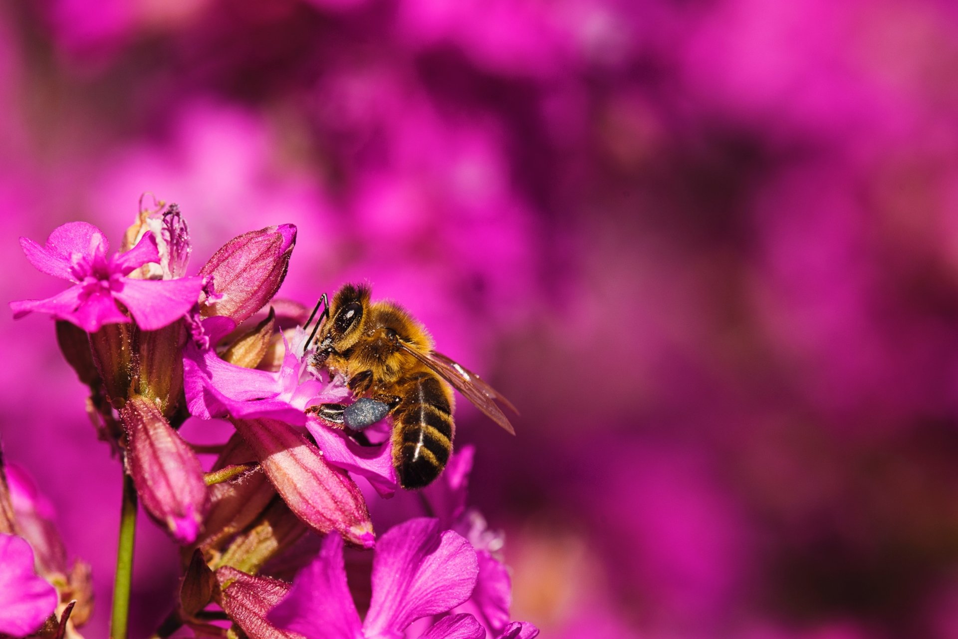 Download Pink Flower Blur Flower Insect Macro Animal Bee 4k Ultra HD ...