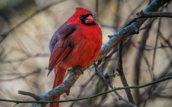 [20+] Northern Cardinal Wallpapers