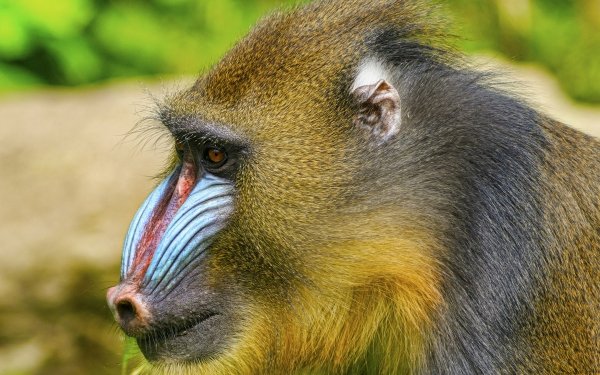 Mandrill's Amazingly Human Facial Expression HD Wallpaper | Background ...