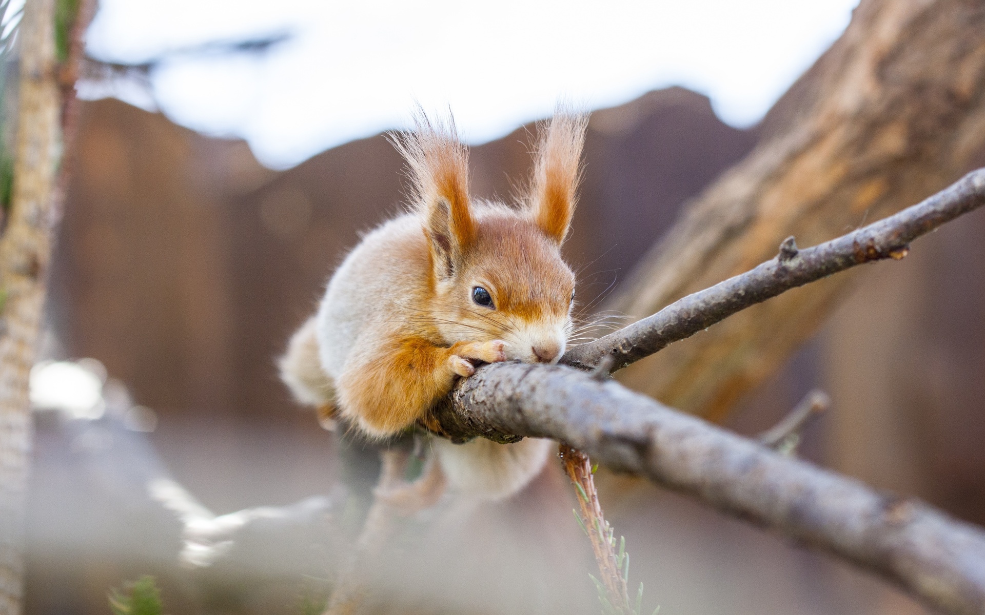 Wallpapers Cute Rodents Squirrels Cute Rodent, Ground Squirrel Sitting