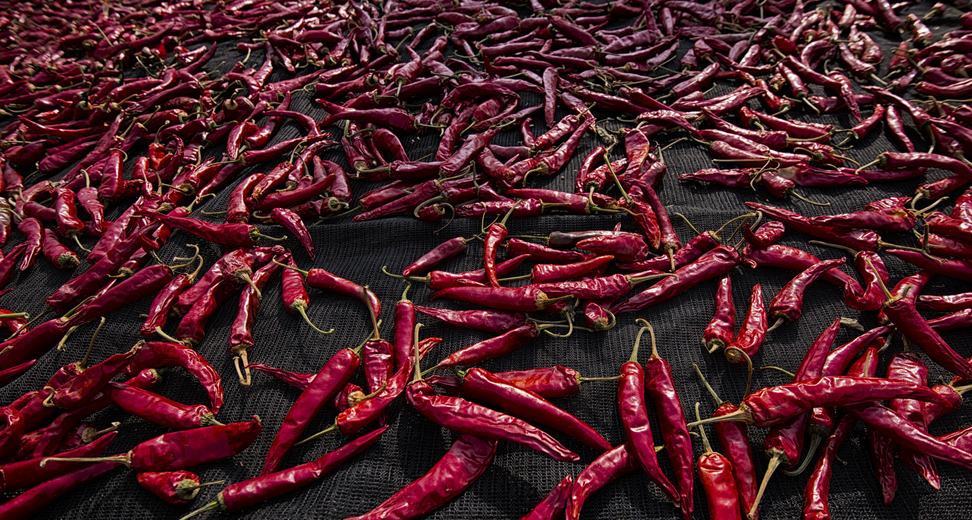 Capsicum Hd Wallpapers