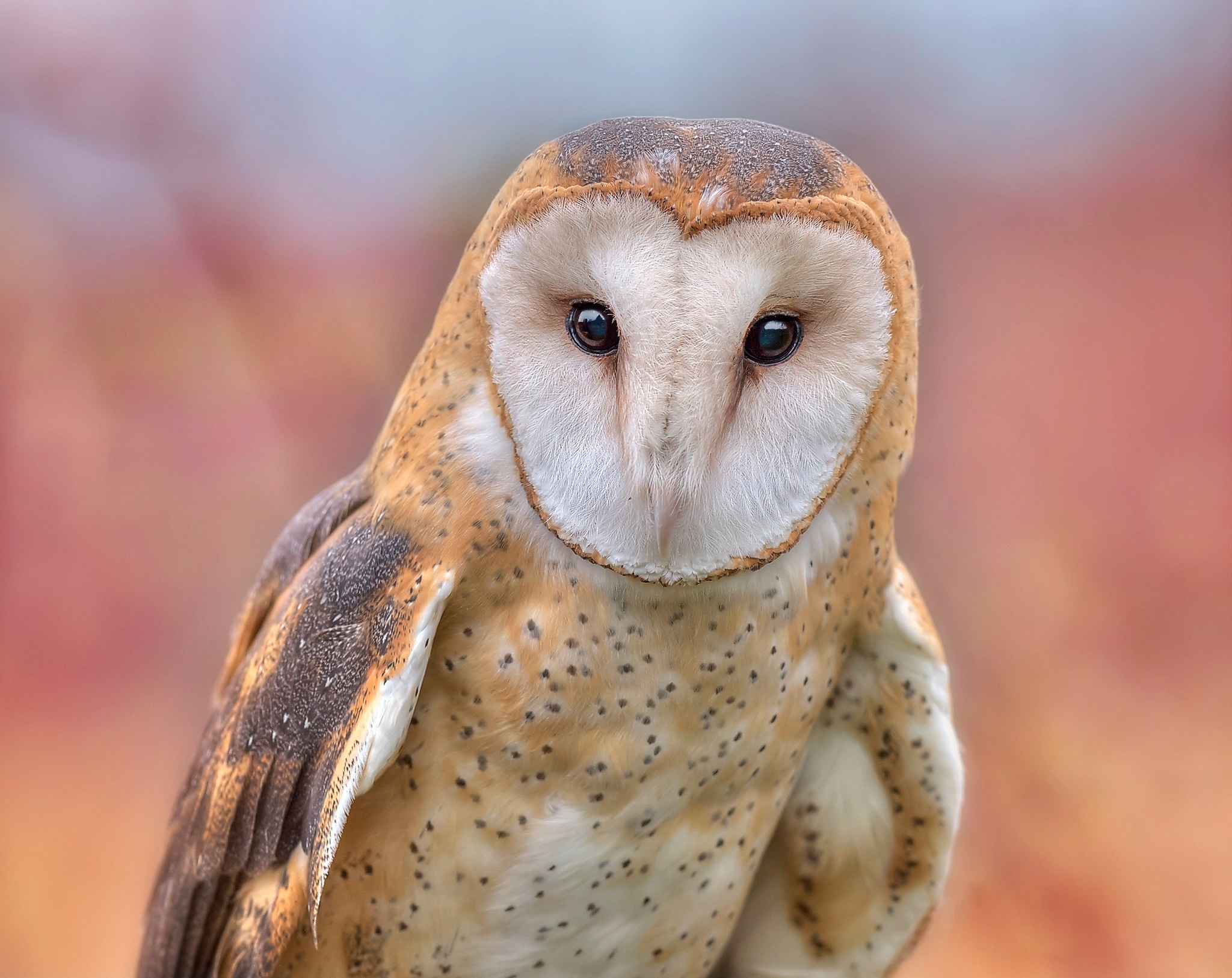 Download Bird Owl Animal Barn Owl HD Wallpaper