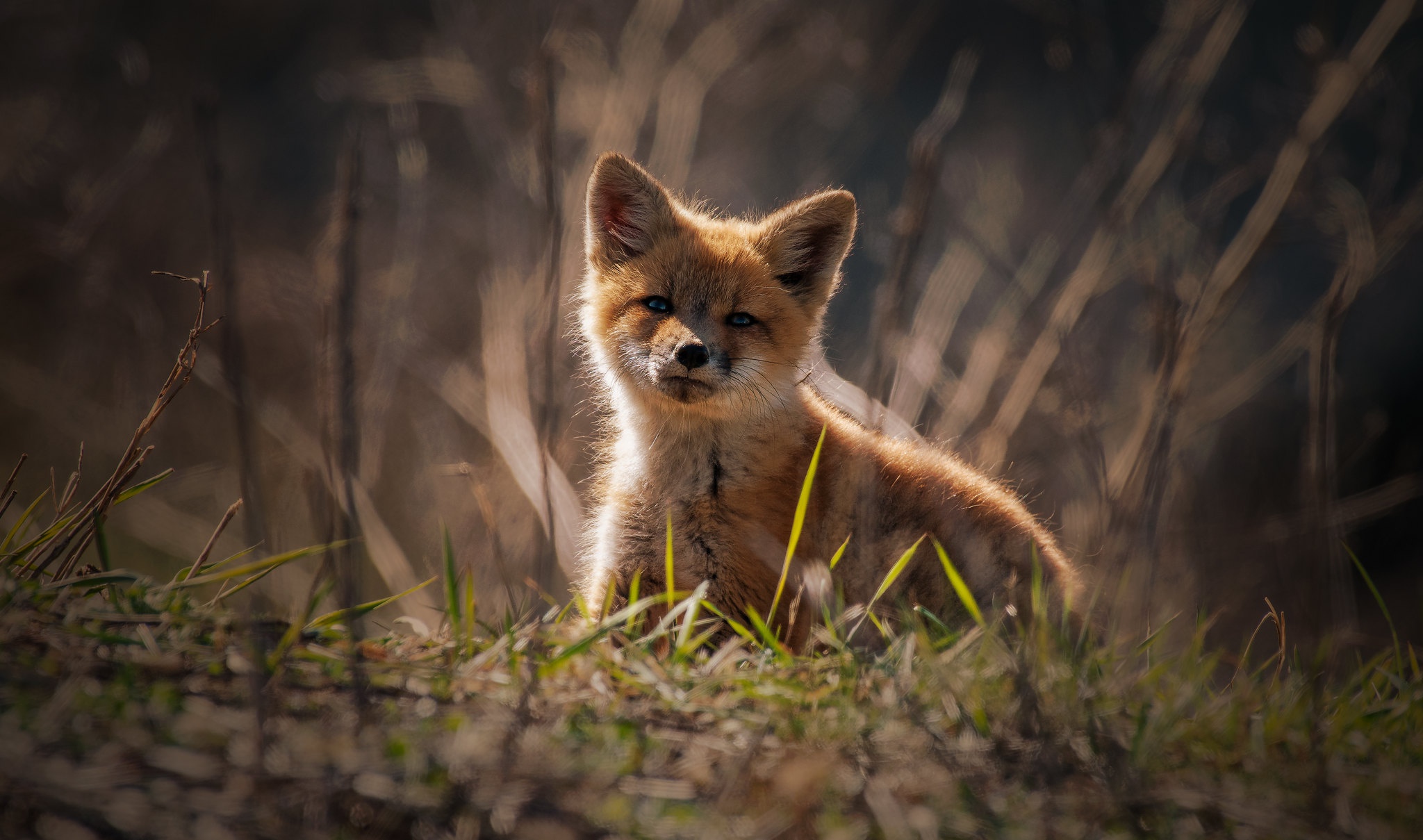 Download Animal Fox HD Wallpaper
