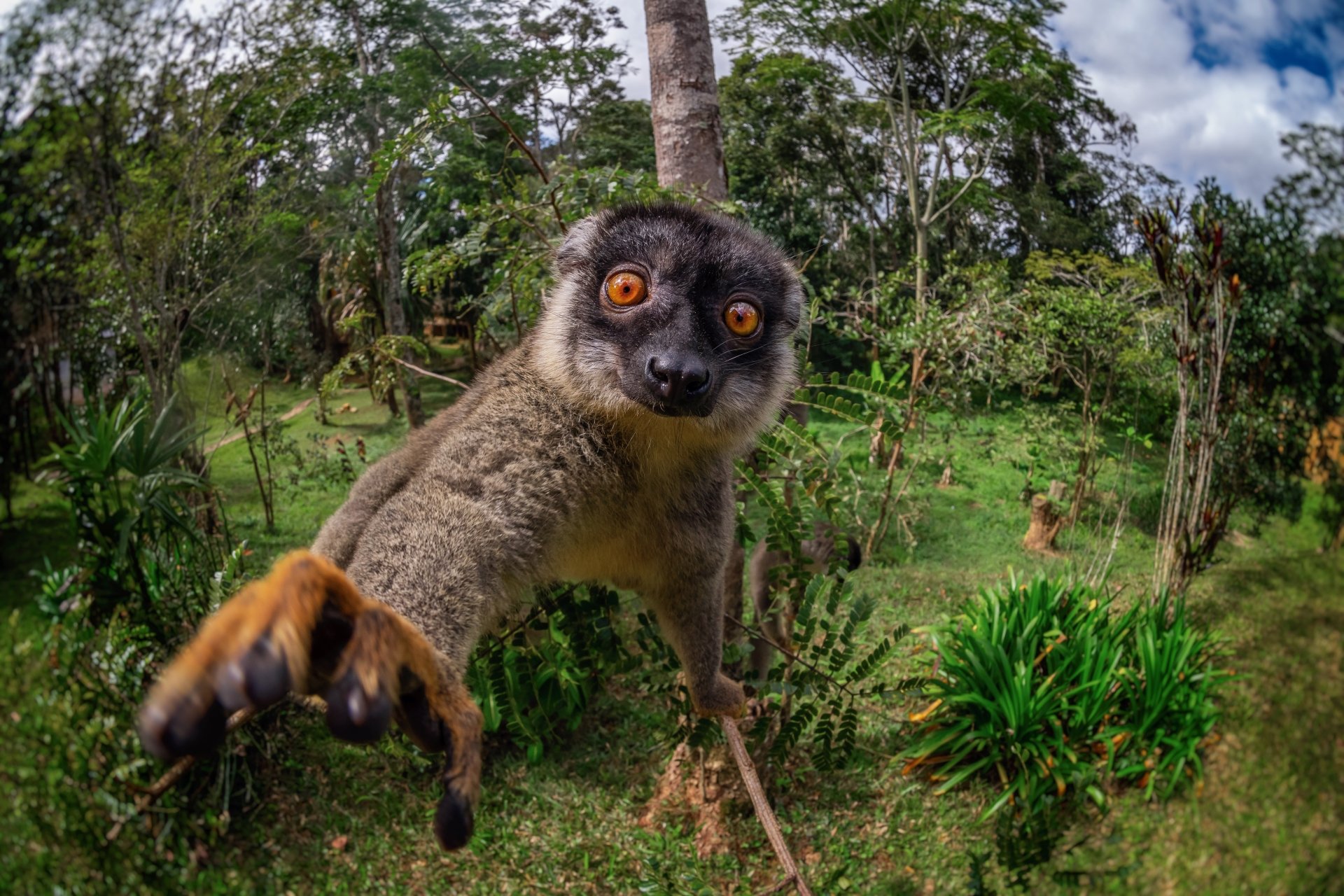 Curious Jungle Lemur — 5K Ultra HD Primate Wallpaper