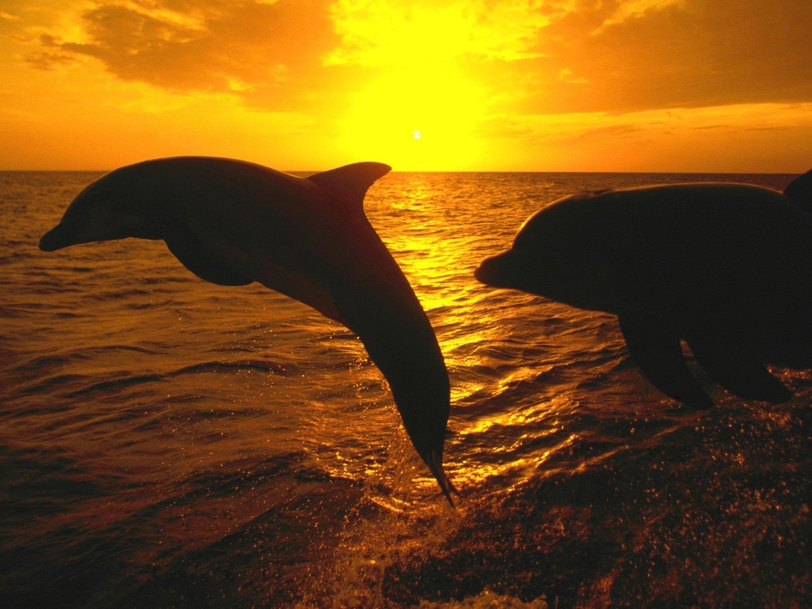 HD Dolphin Sunset Splash - Majestic Ocean Wildlife Wallpaper