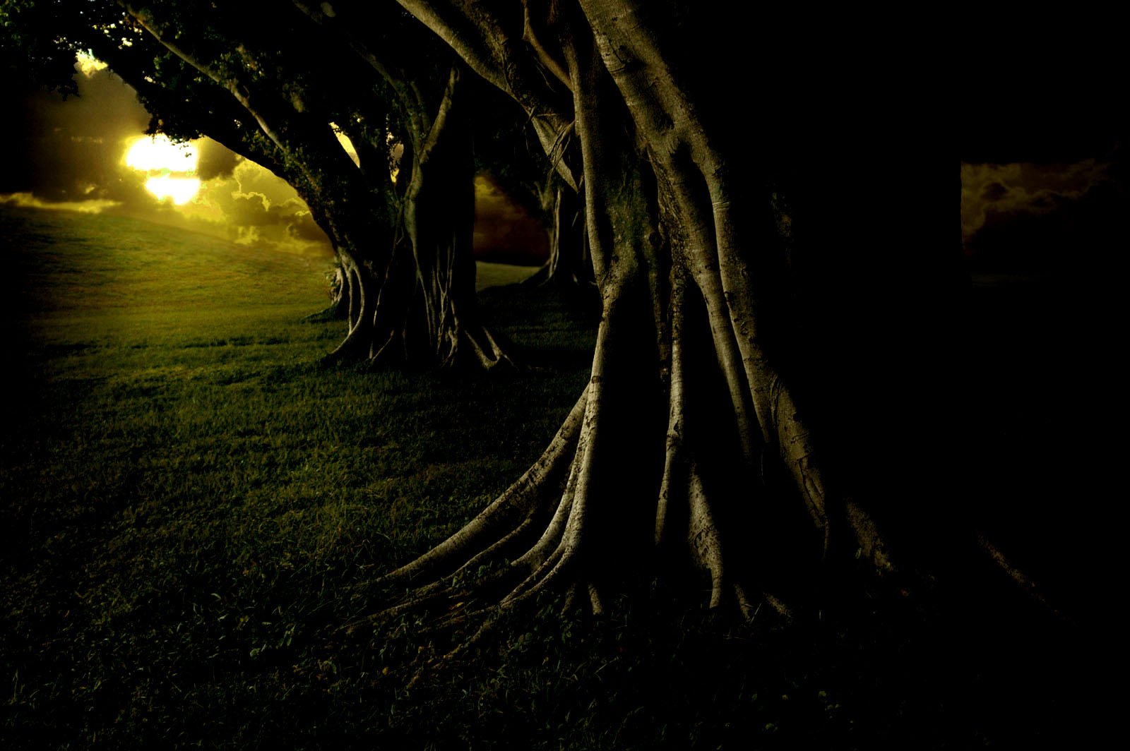 Majestic Trees: A Stunning HD Wallpaper of Nature