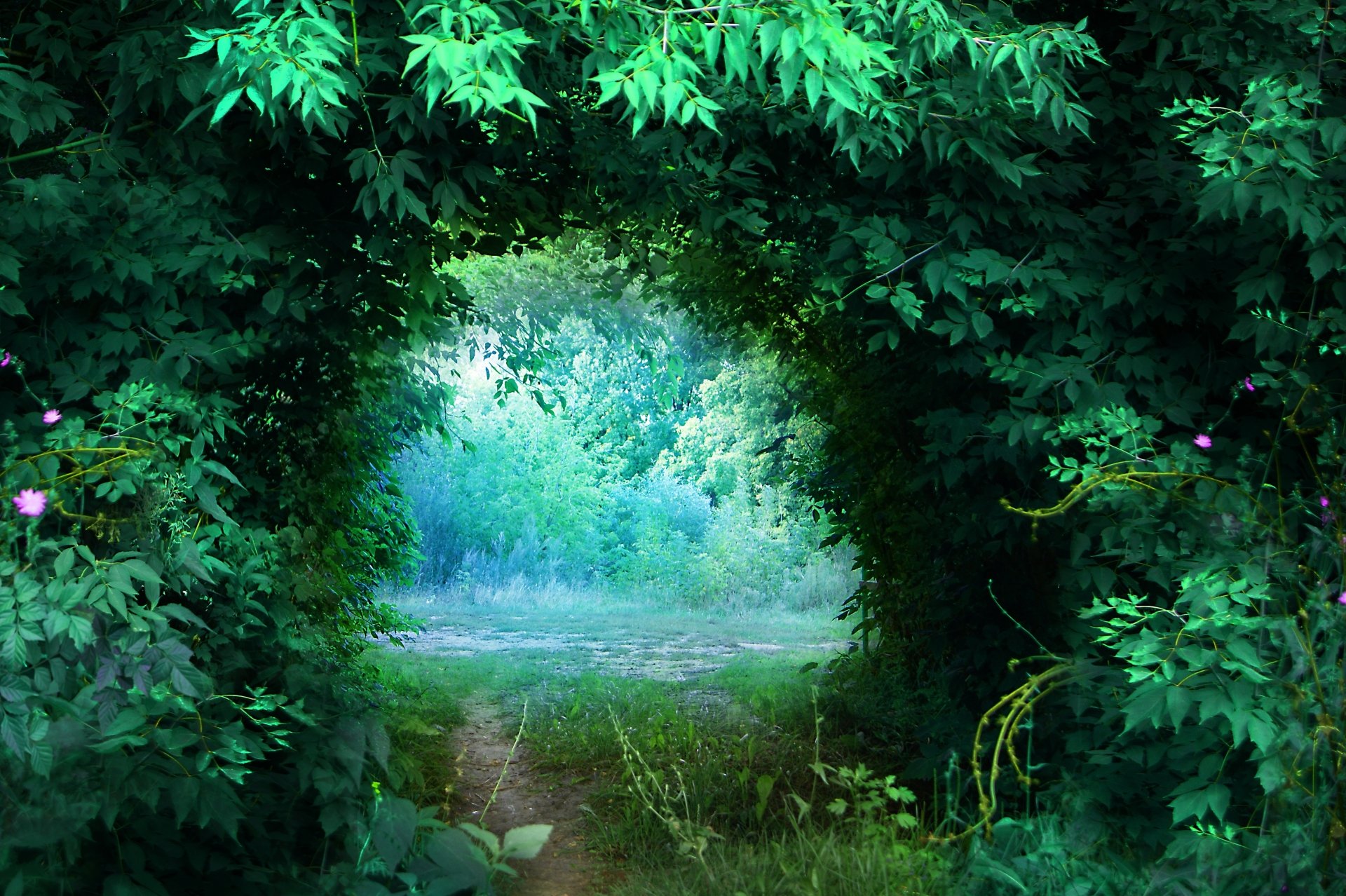 4K Ultra HD Leaf Canopy: Nature's Lush Photography Wonderland by Elena ...