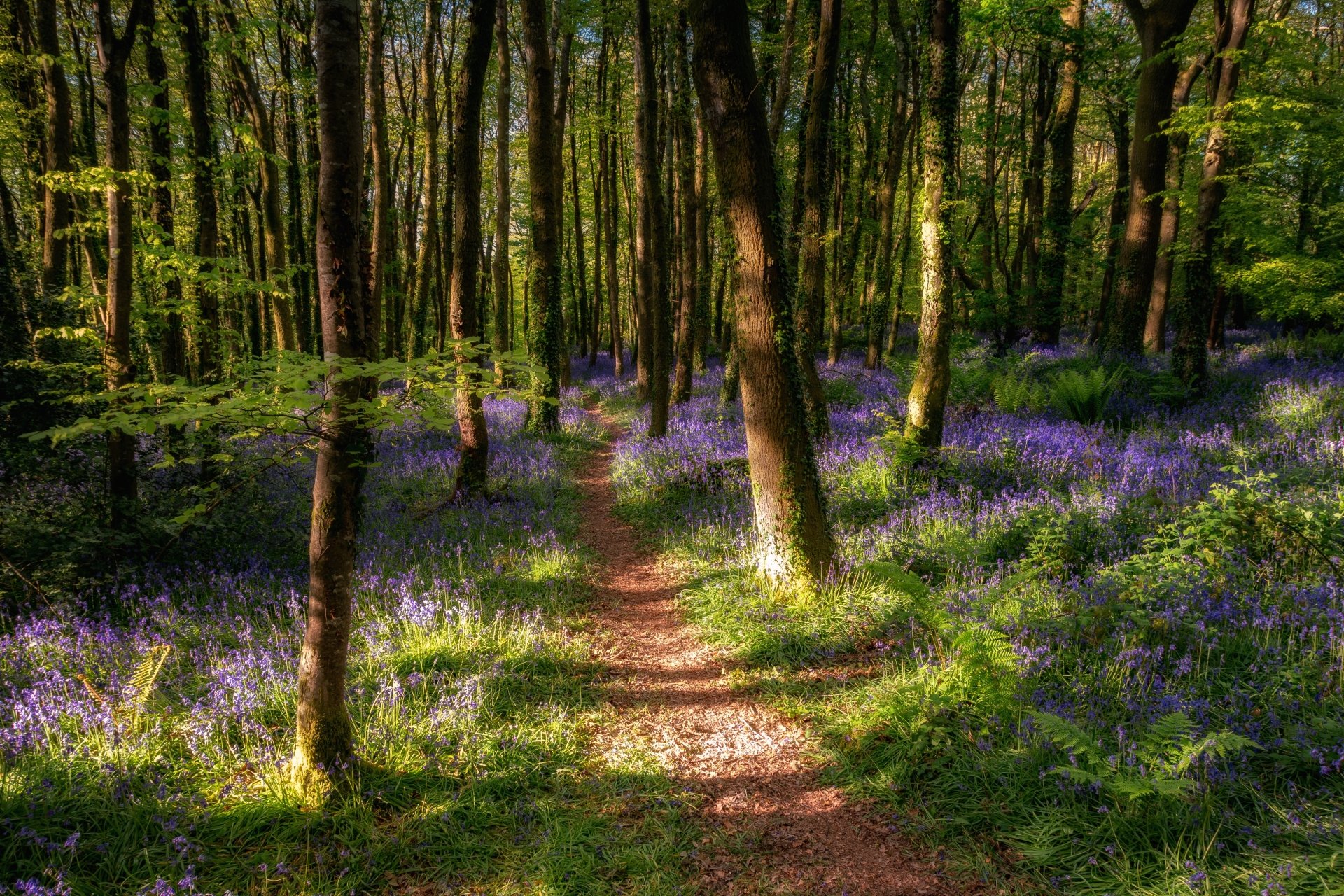 Download Flower Nature Forest Path 4k Ultra HD Wallpaper