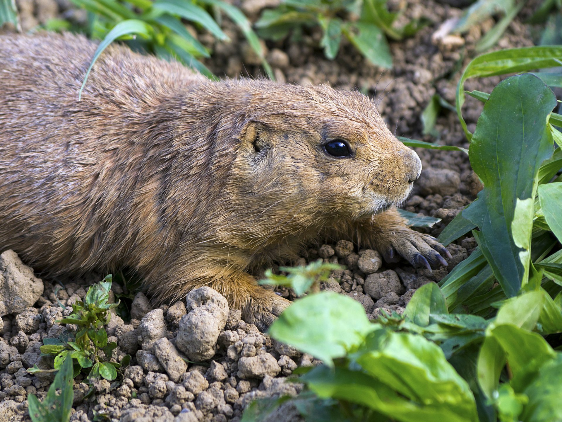 Download Nature Animal Groundhog HD Wallpaper