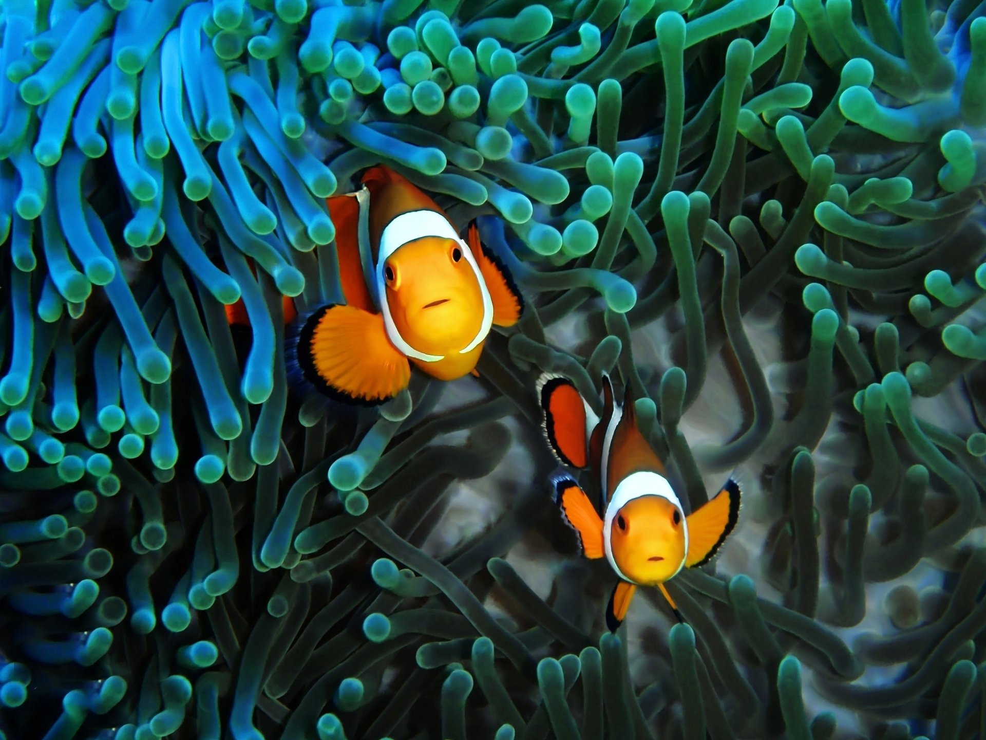 Vibrant Clownfish in Lush Sea Life – Stunning HD Animal Wallpaper ...