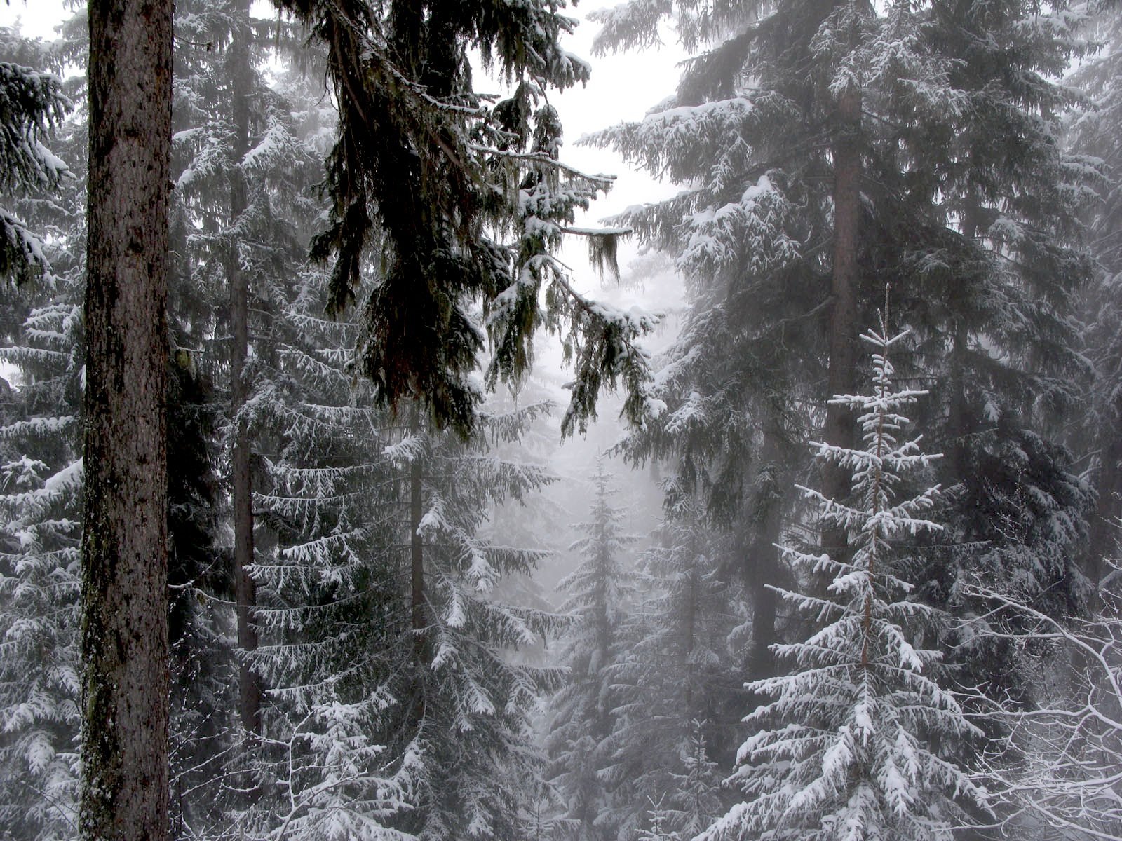 Winter’s Whisper: HD Serenity in Snow-Kissed Forests | 1600x1200 ...