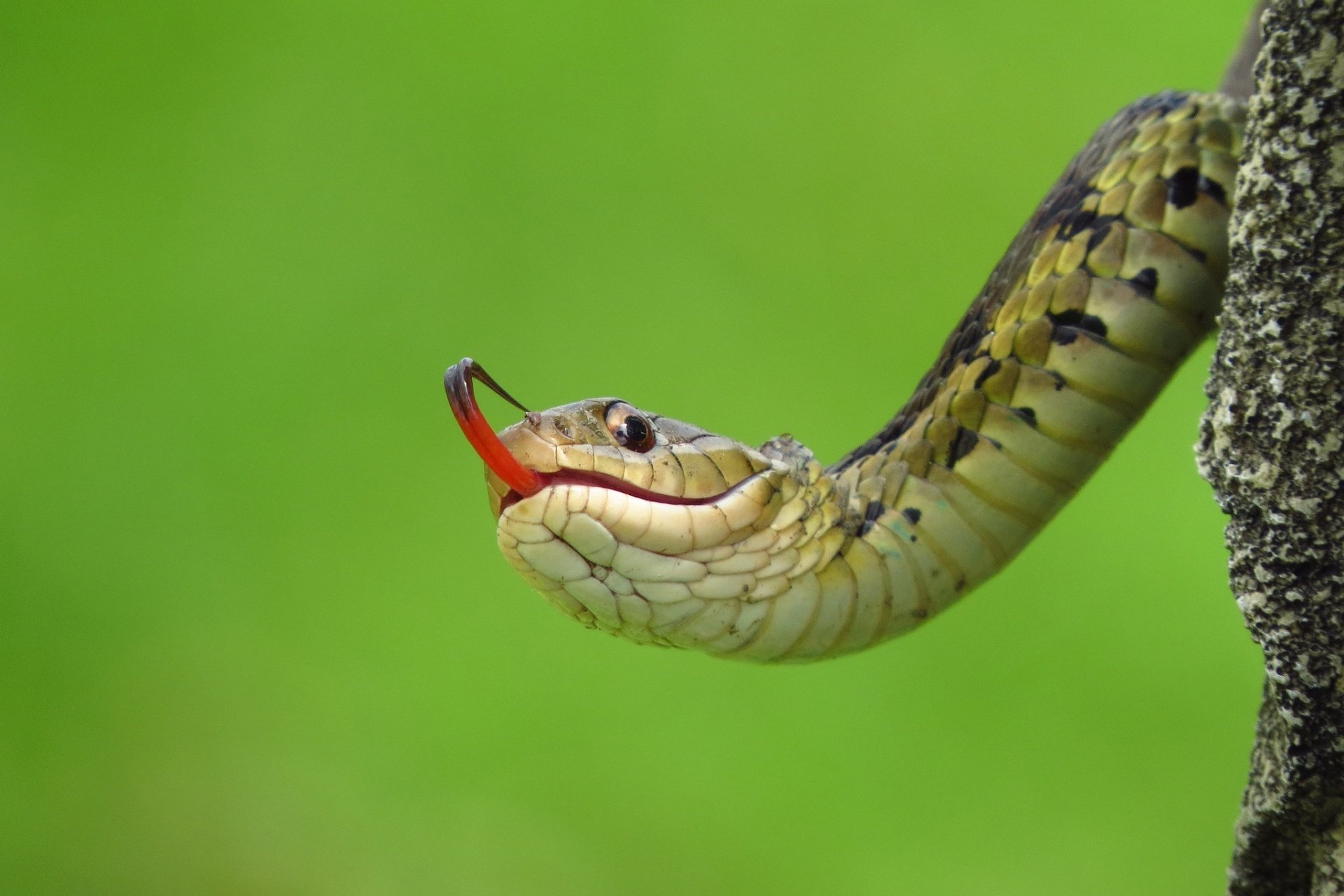 Download Animal Snake HD Wallpaper | 2048x1365 | Wallpaper Abyss