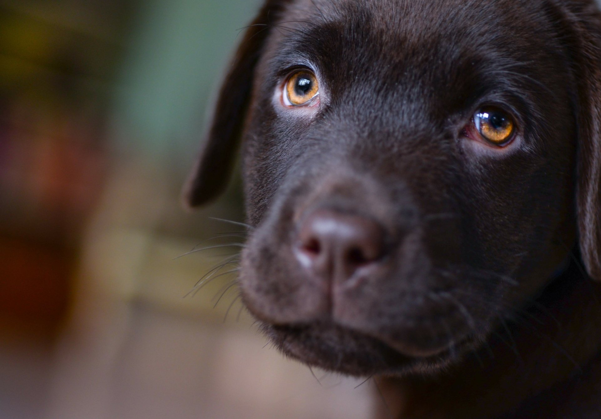 Download Baby Animal Puppy Animal Labrador Retriever 4k Ultra HD Wallpaper