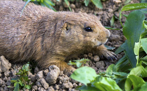 Groundhog Wallpapers