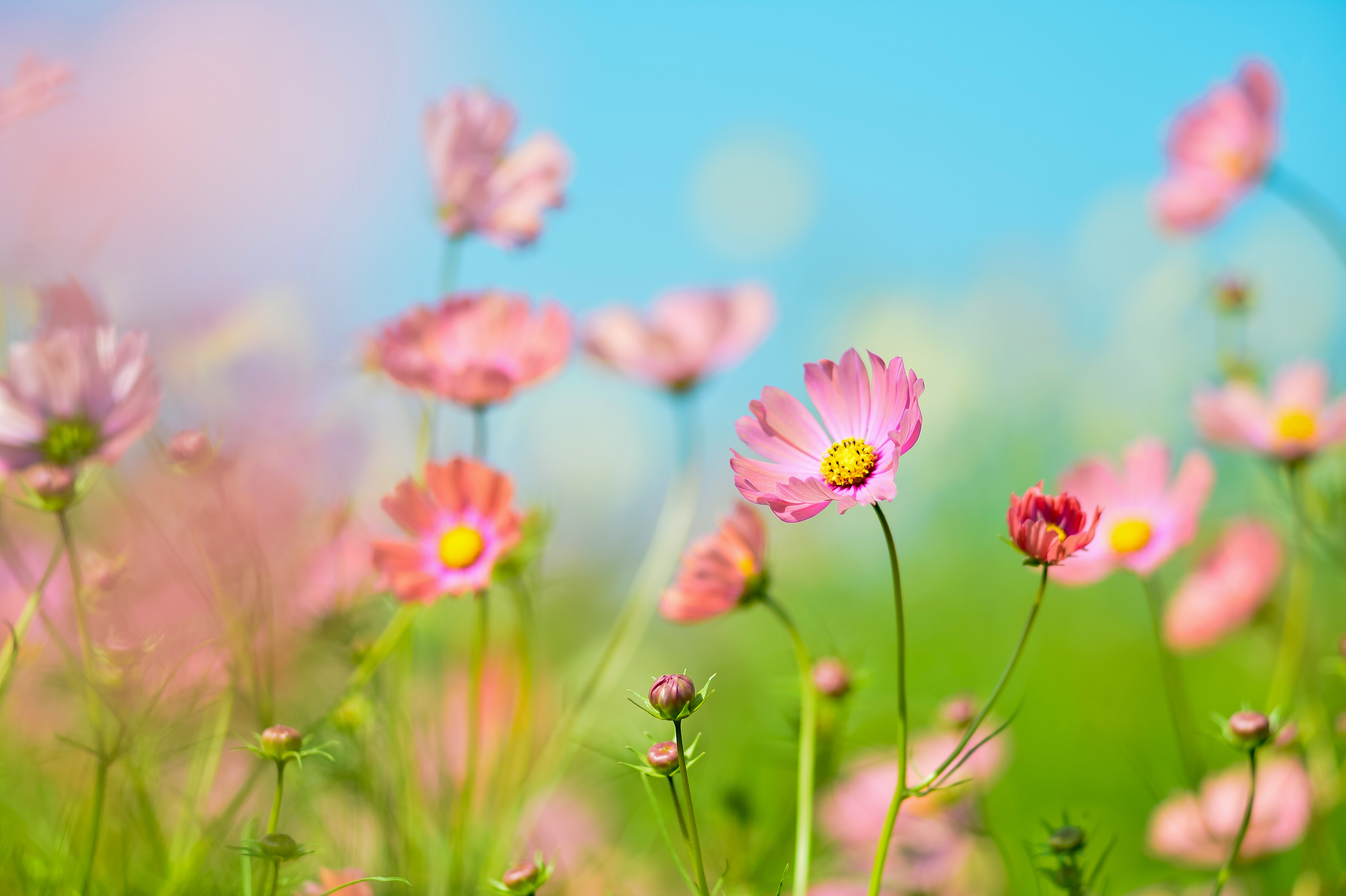 Download Nature Flower 4k Ultra HD Wallpaper By Shell ghostcage Download Nature Flower 4k Ultra HD Wallpaper By Shell ghostcage