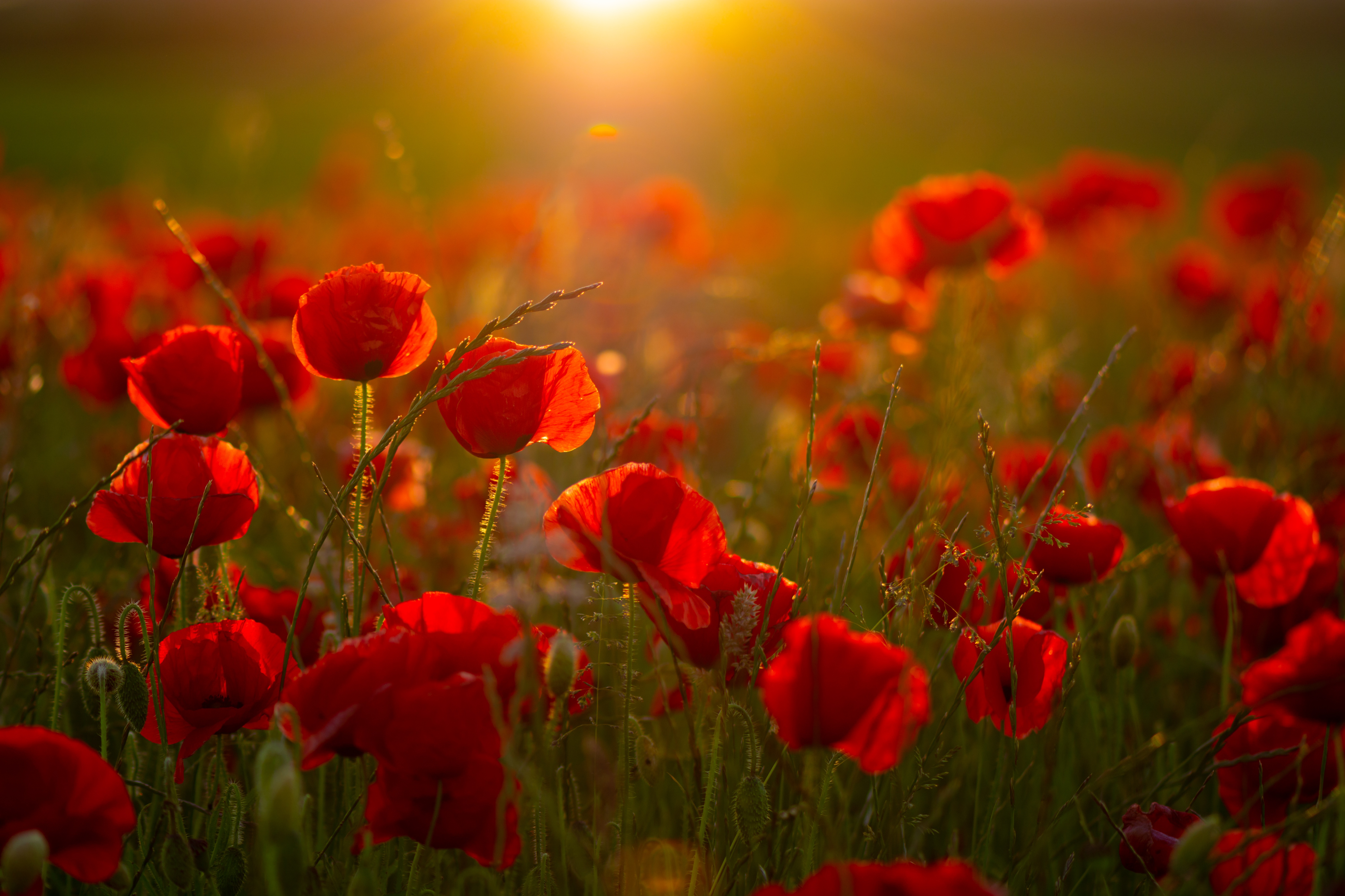 Download Nature Red Flower Flower Summer Poppy 4k Ultra HD Wallpaper