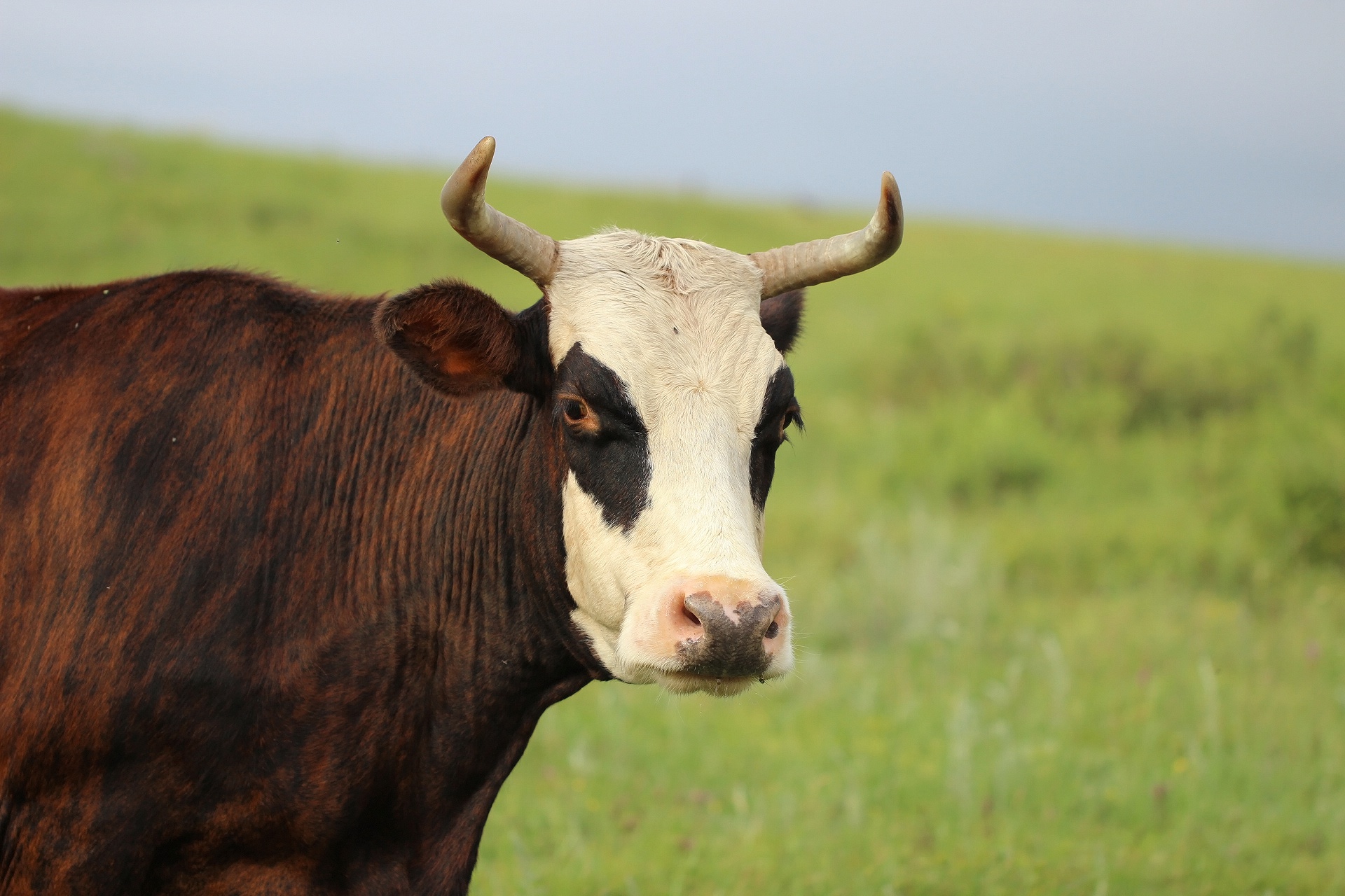 Download Animal Cow HD Wallpaper