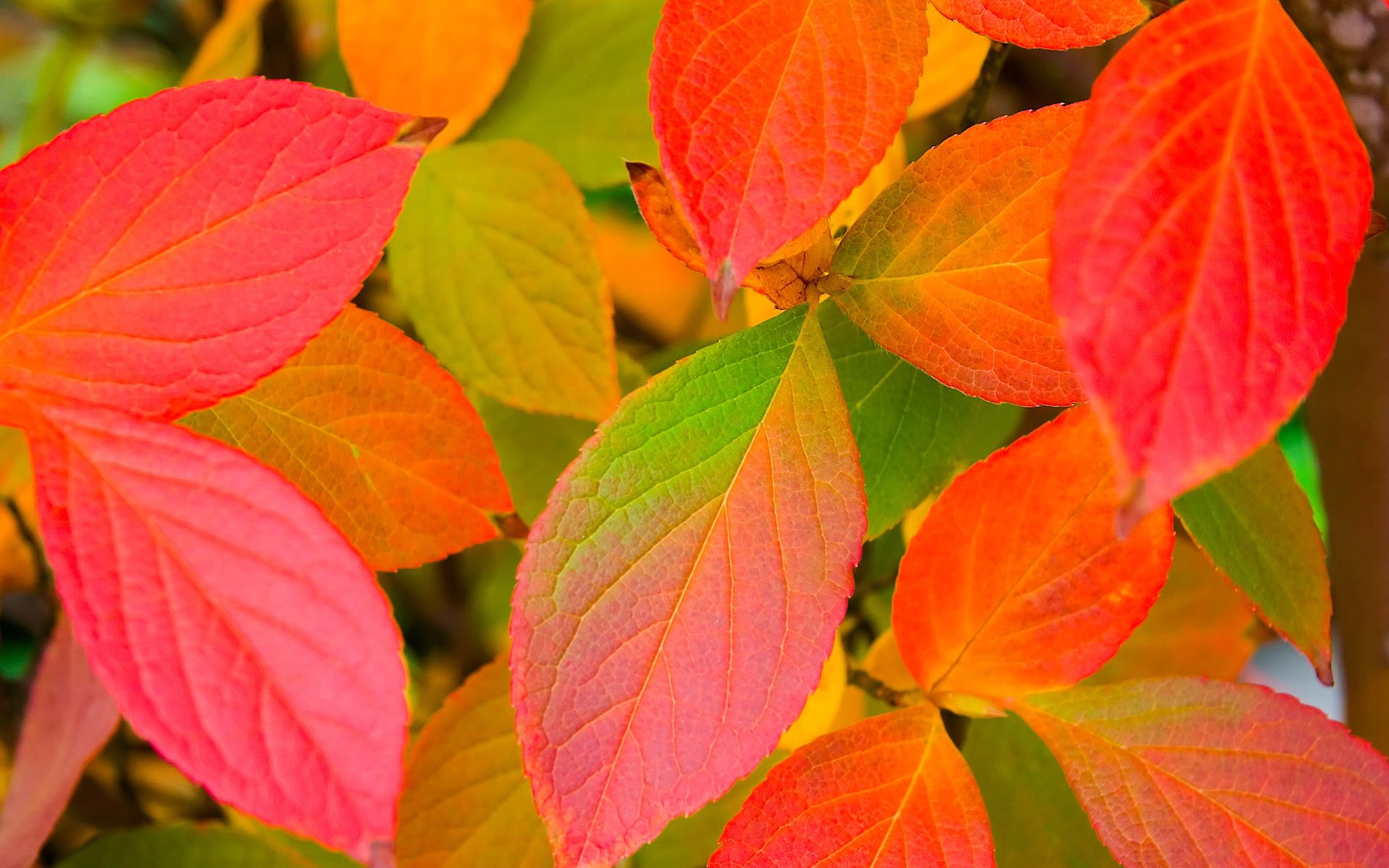 Nature Leaf HD Wallpaper