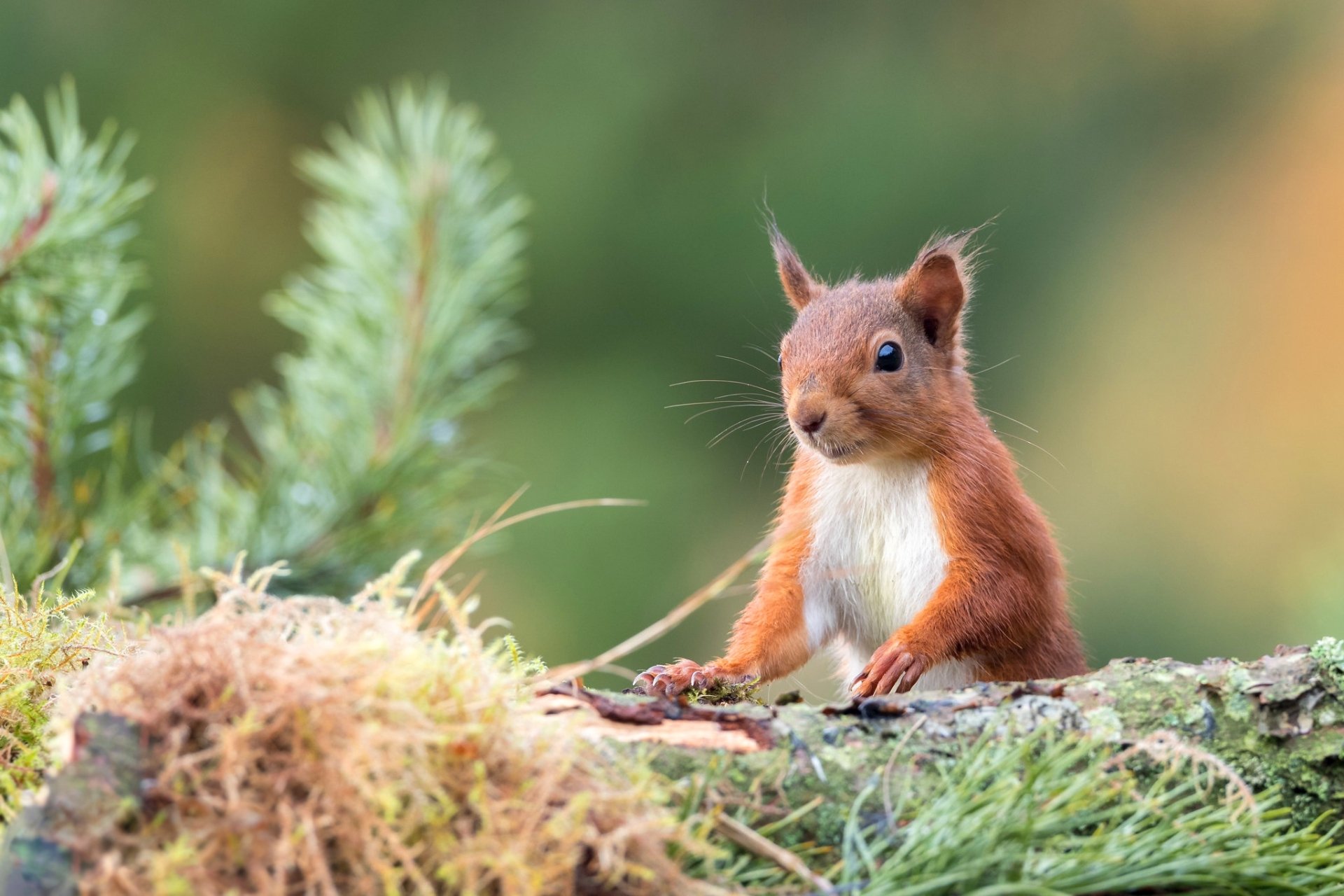 Download Rodent Animal Squirrel HD Wallpaper