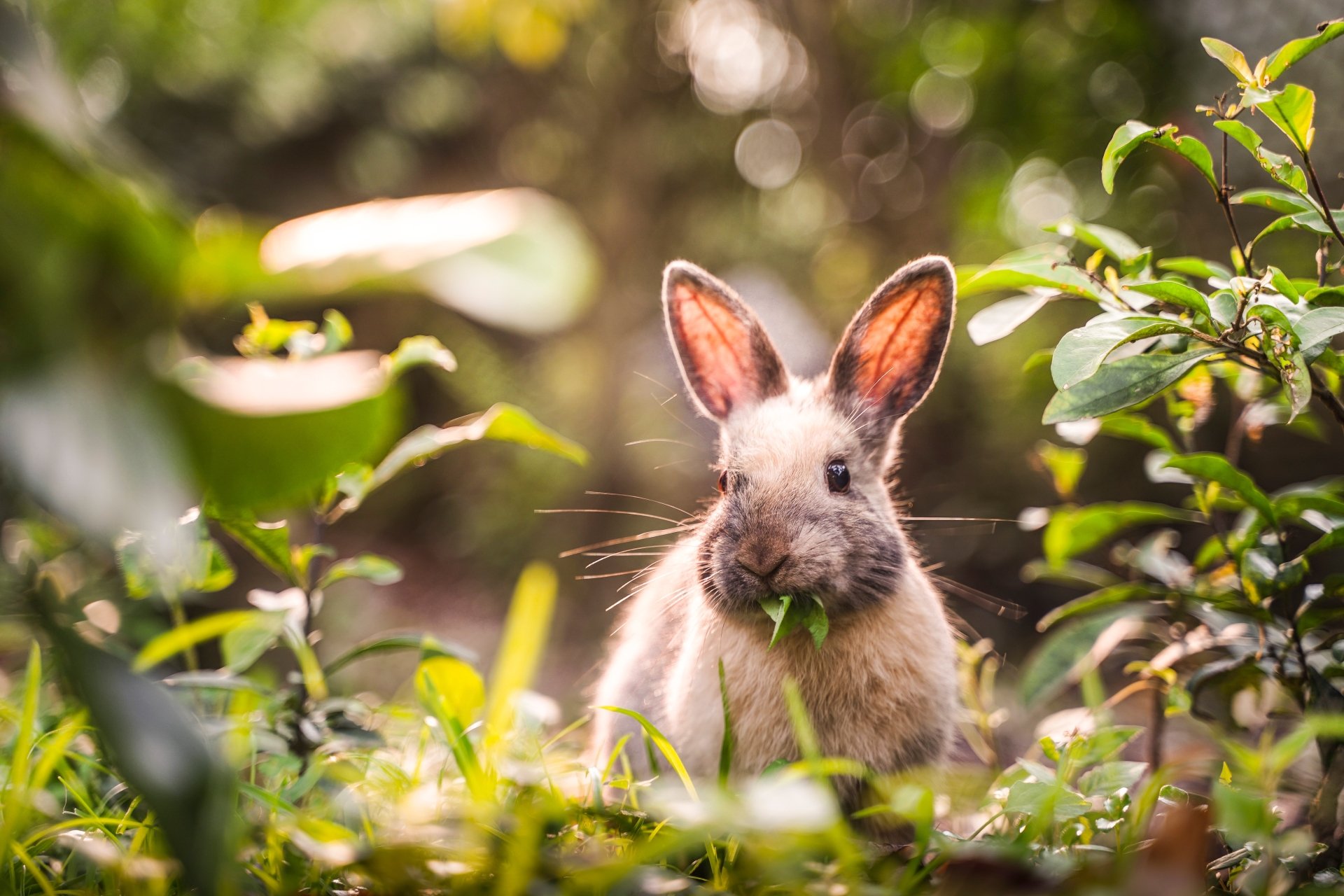 Download Animal Rabbit 4k Ultra HD Wallpaper