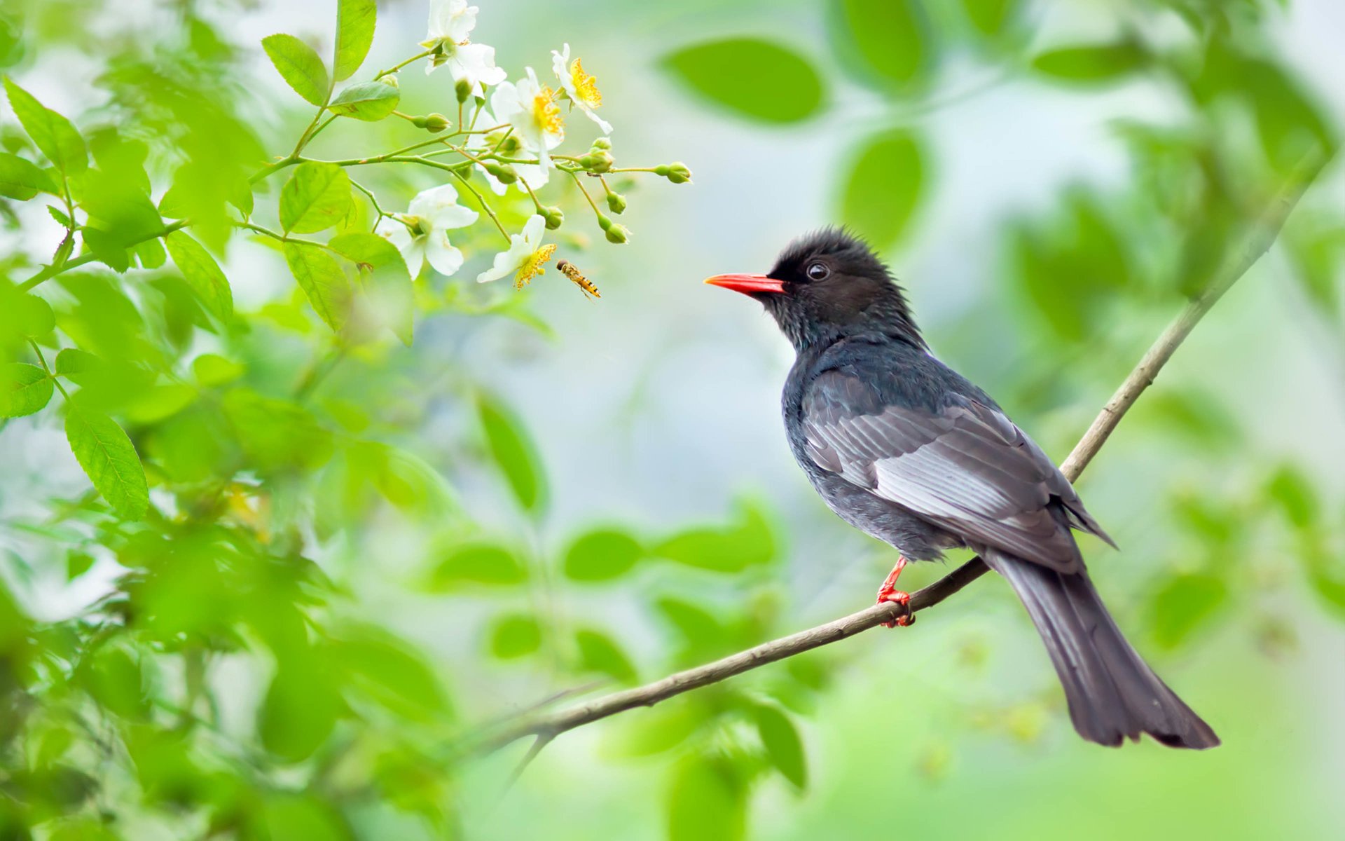 Download Himalayan Black Bulbul Bird Animal Bulbul HD Wallpaper