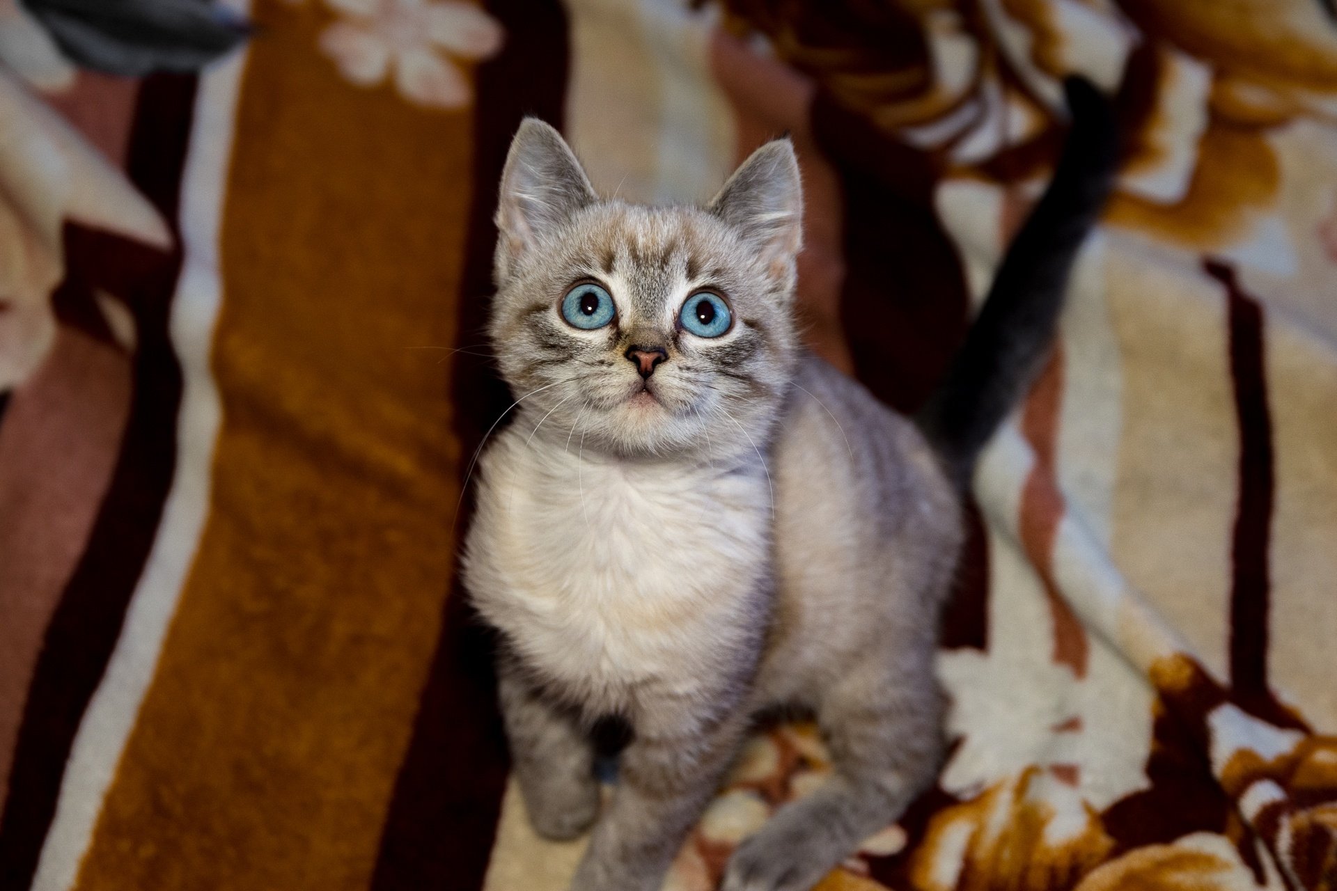 Download Baby Animal Kitten Animal Cat HD Wallpaper | 1920x1280 ...