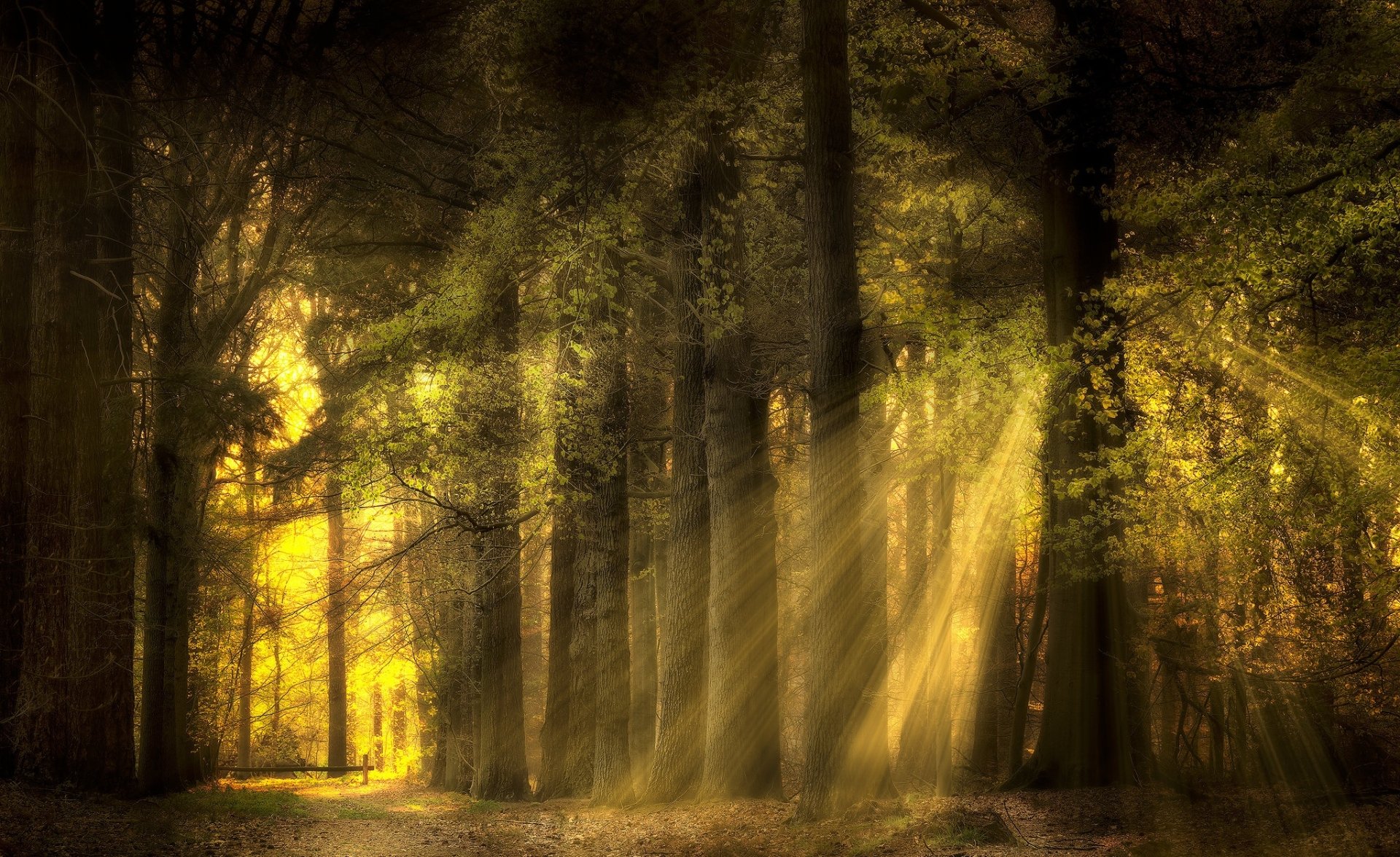 Download Nature Forest Sunbeam HD Wallpaper