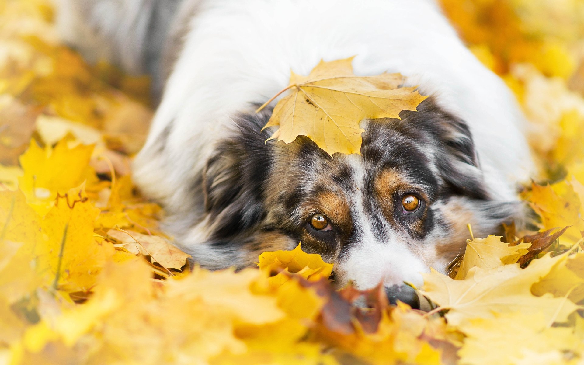 Download Leaf Fall Dog Animal Australian Shepherd 4k Ultra HD Wallpaper