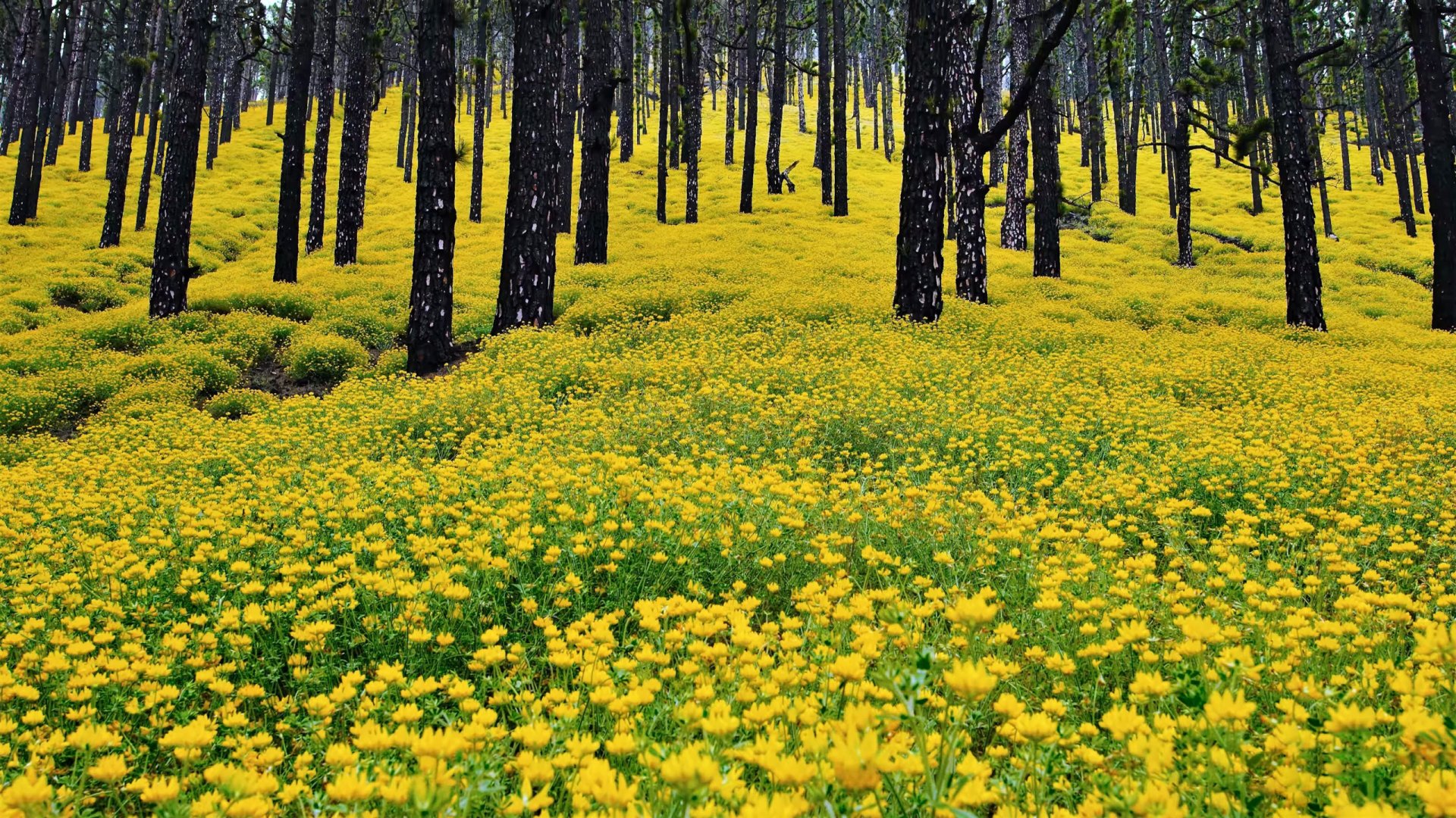 Download Yellow Flower Forest Nature Flower HD Wallpaper