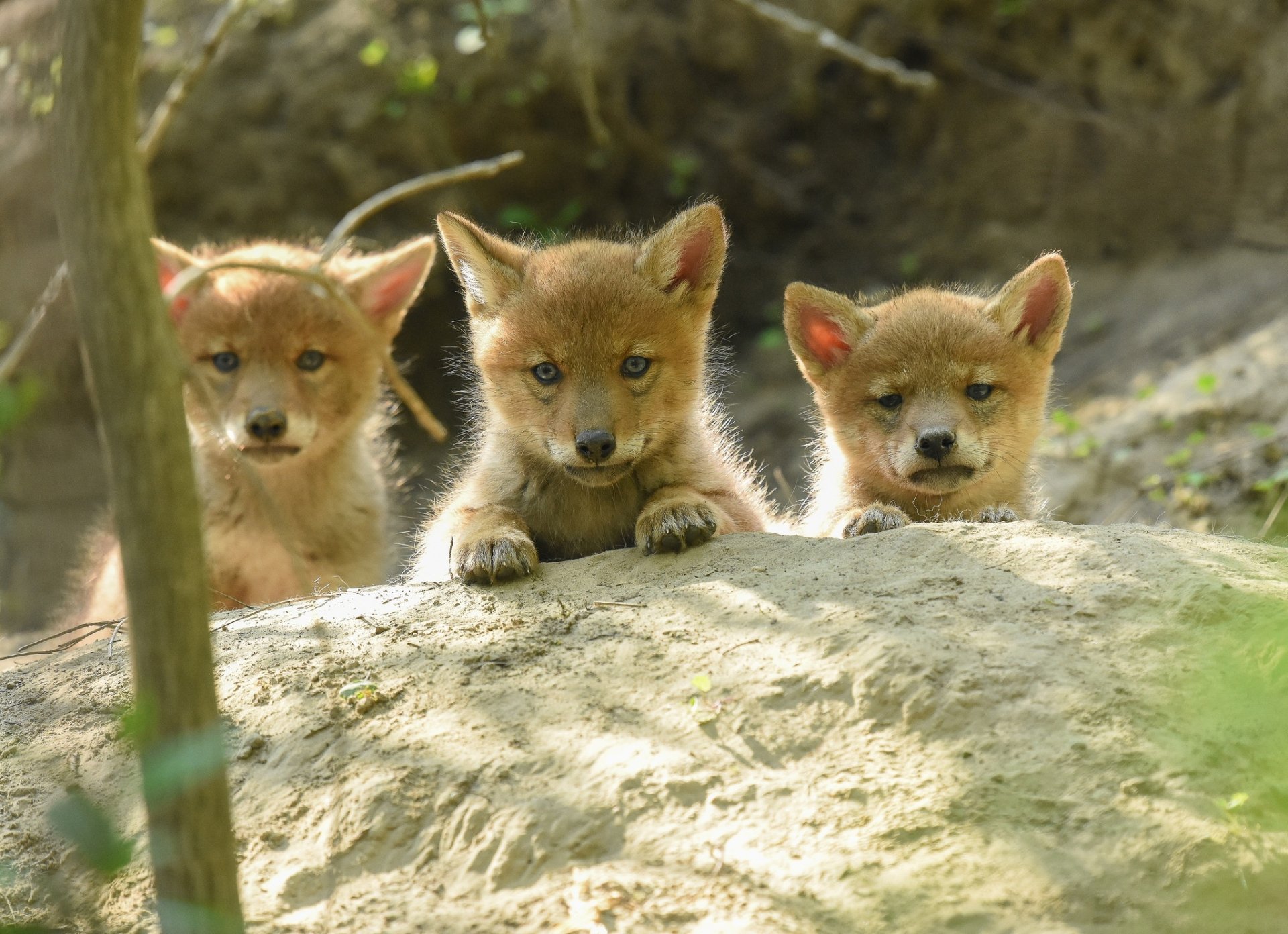 Adorable Fox Cubs in HD: Nature’s Baby Animal Charm