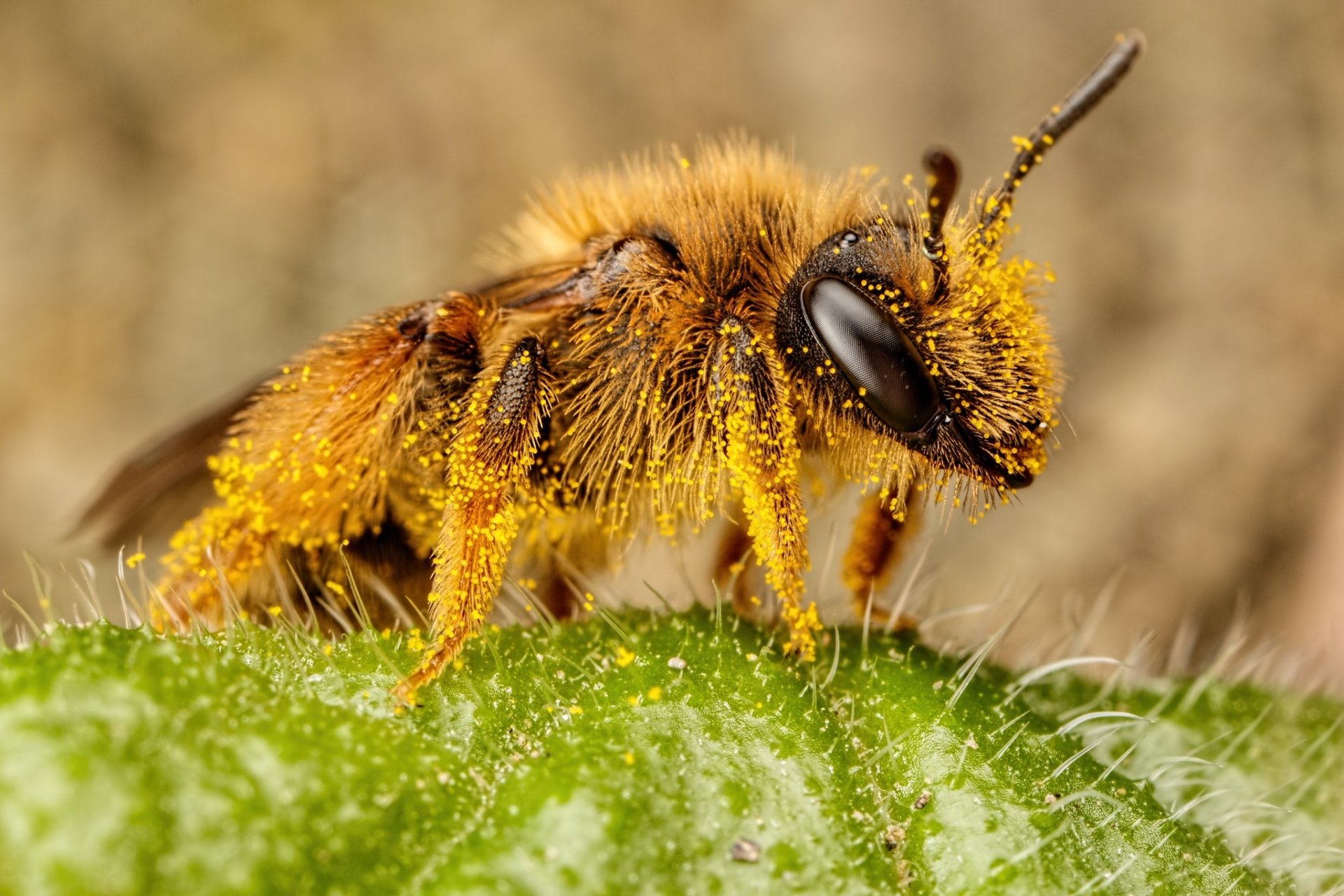 Animal Bee HD Wallpaper