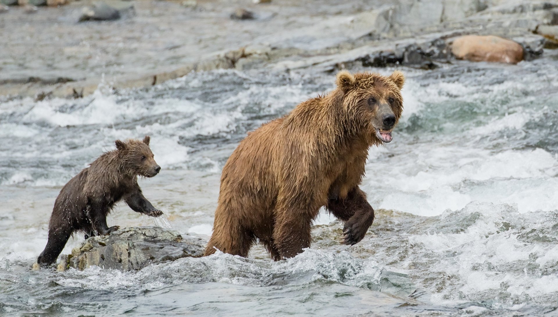 Download Baby Animal Cub Animal Bear HD Wallpaper