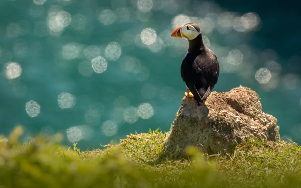 Atlantic Puffin Trio HD Wallpaper: Vibrant Puffin Birds in Natural Habitat