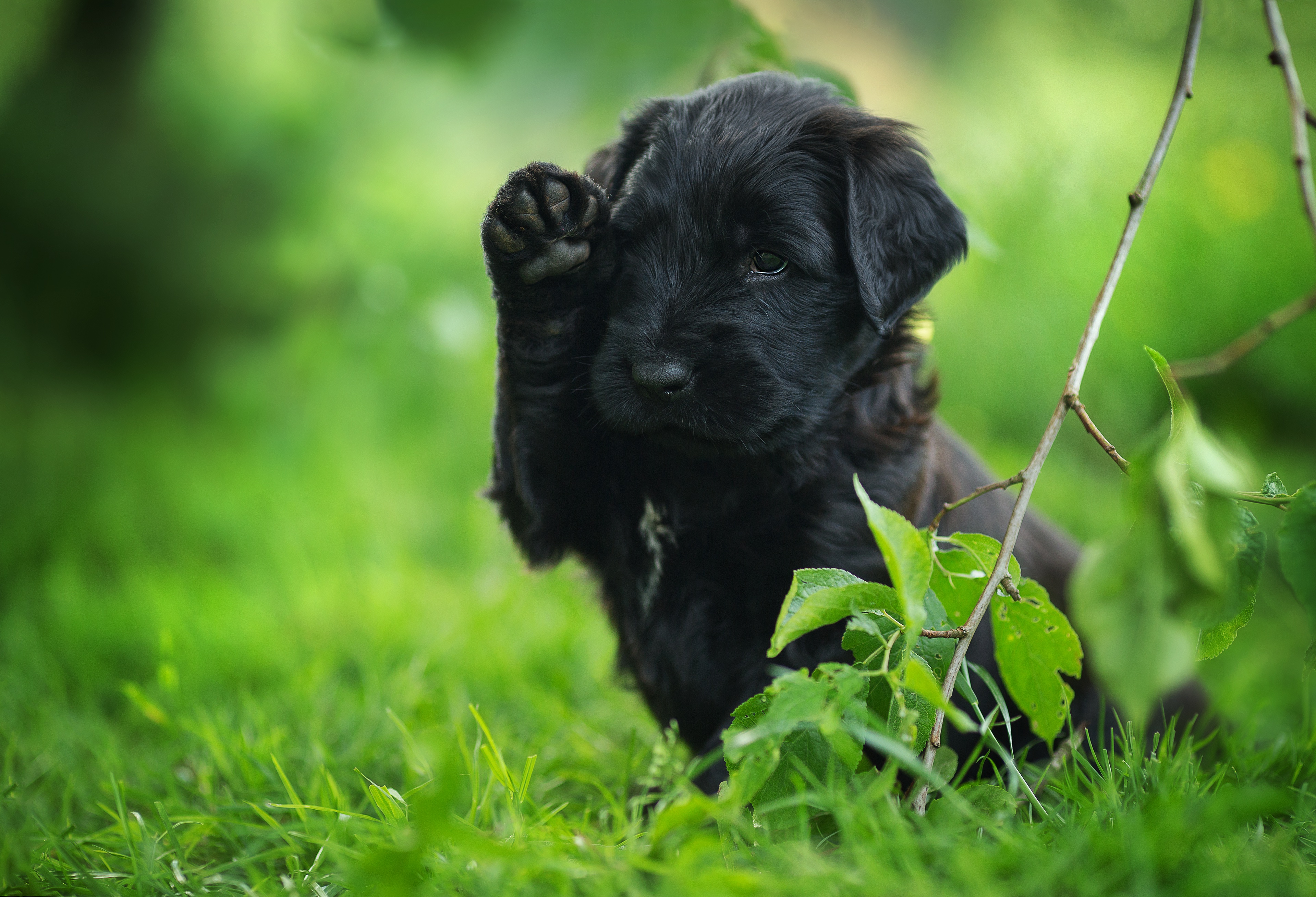 Download Baby Animal Dog Animal Puppy 4k Ultra HD Wallpaper