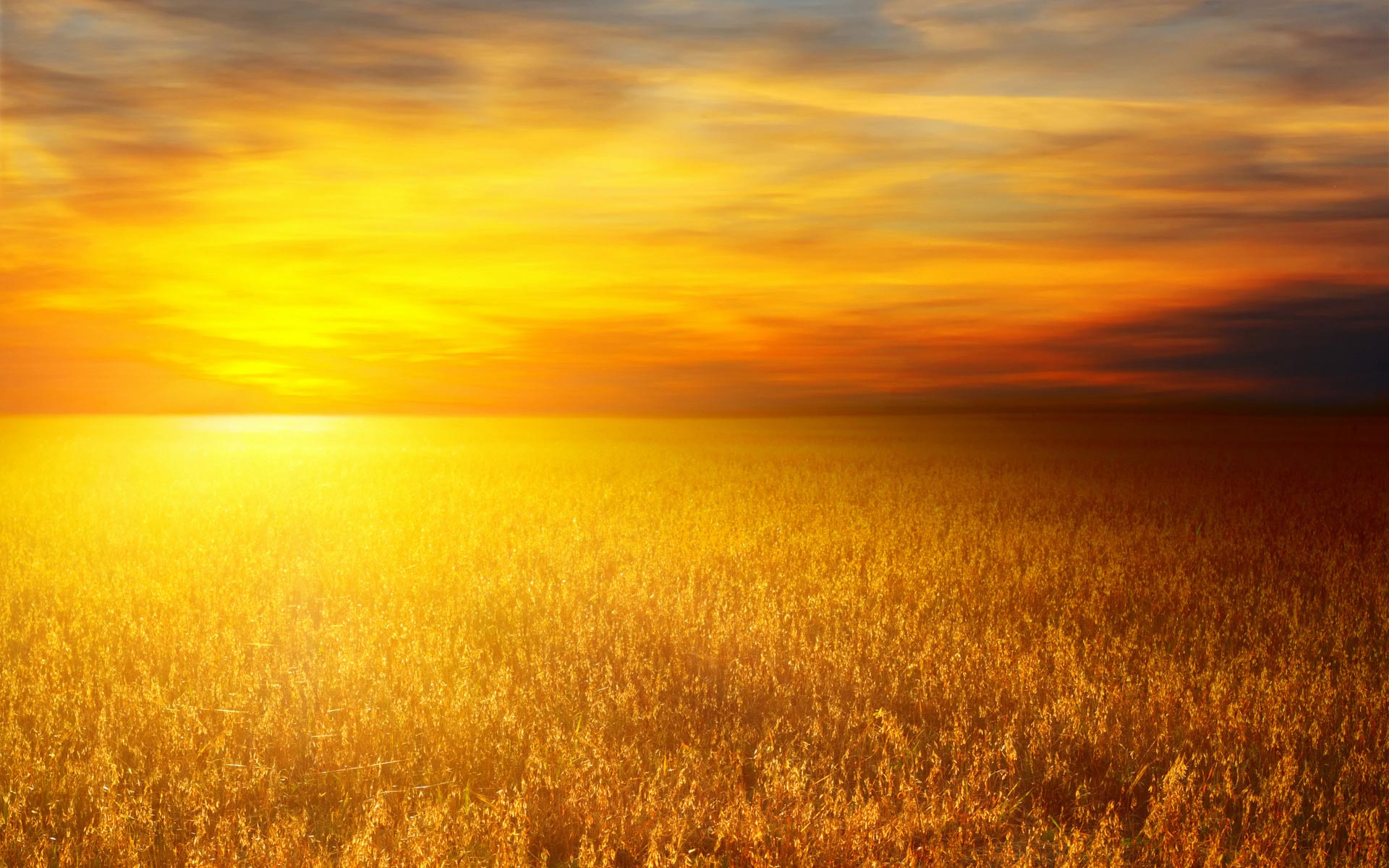 Stunning HD Wallpaper: Golden Nature Field at Sunset