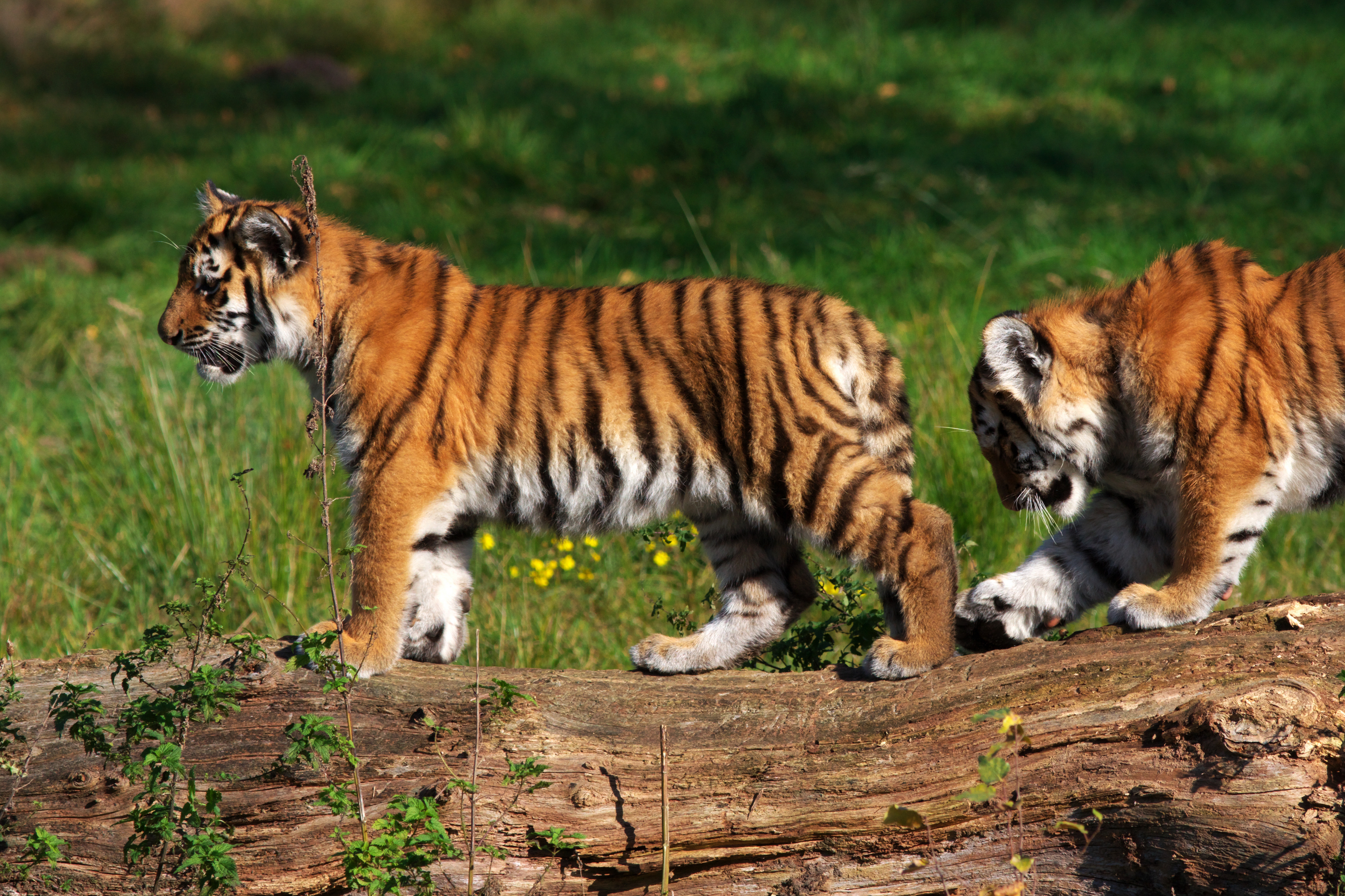 Download Baby Animal Cub Animal Tiger 4k Ultra HD Wallpaper