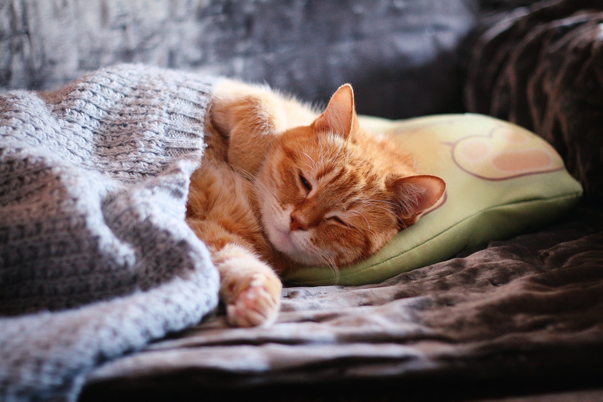 Download Sleeping Animal Cat HD Wallpaper