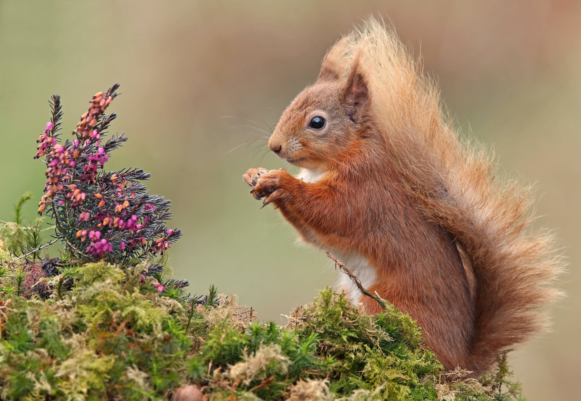 Download Rodent Animal Squirrel HD Wallpaper