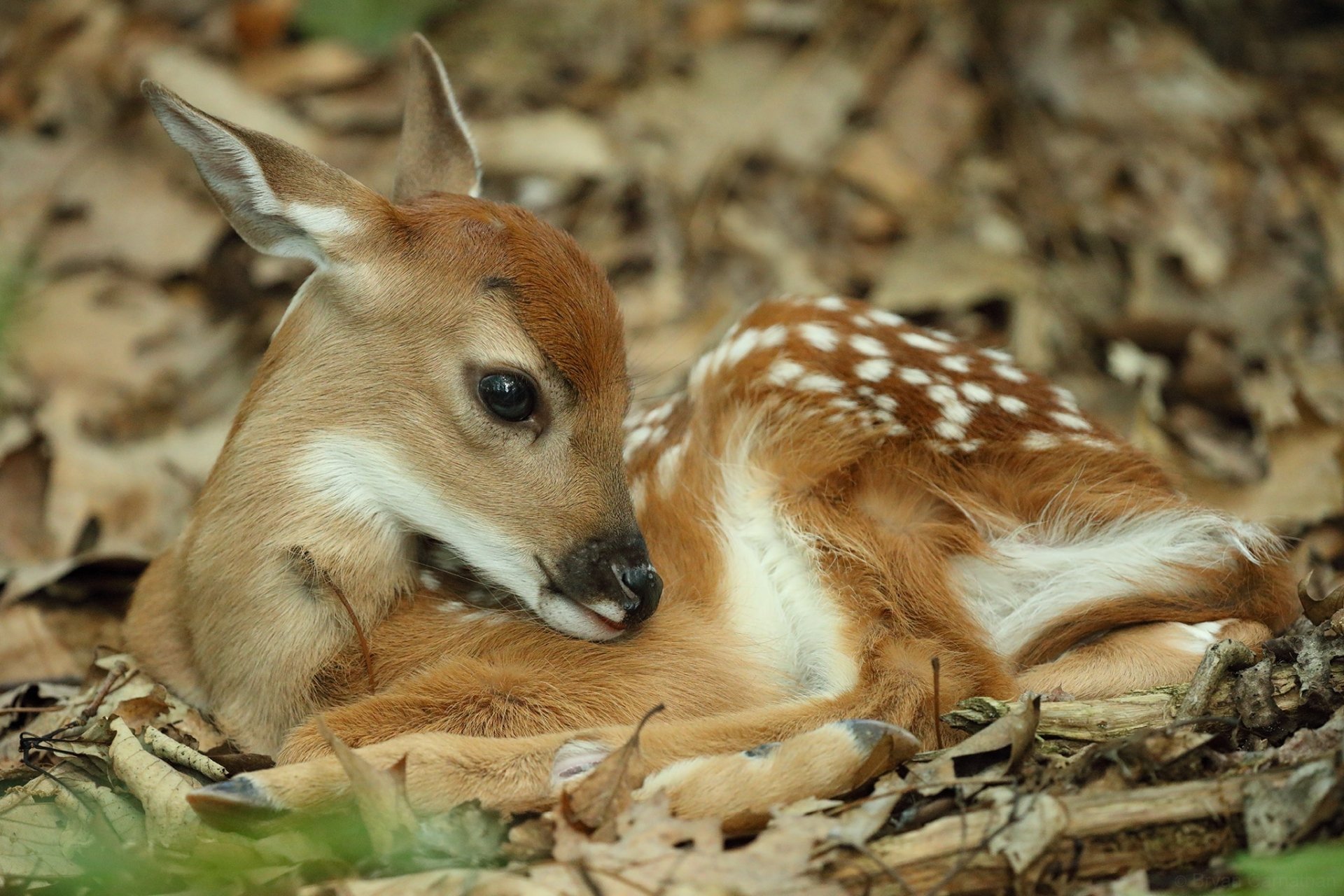 Fawn Wild Animals Wallpaper