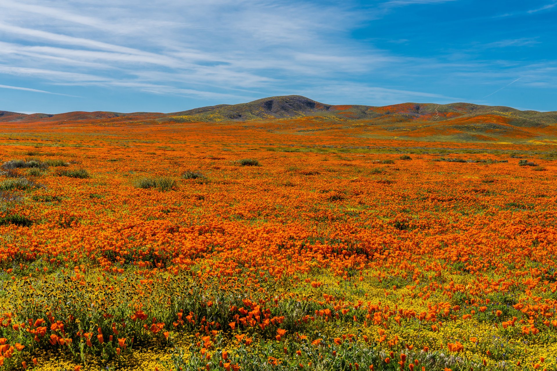 Download Landscape Orange Flower California Flower Nature Meadow 4k ...