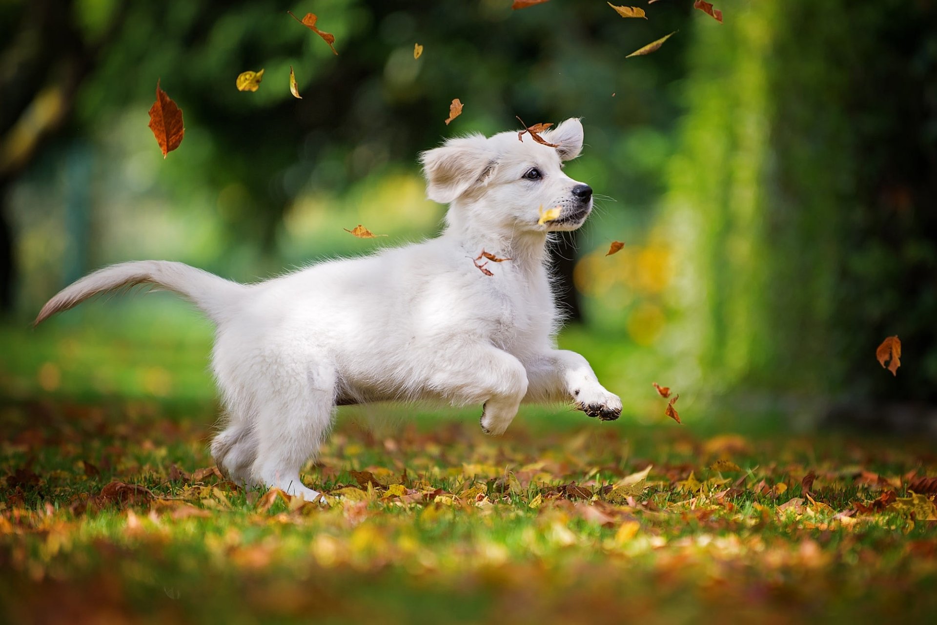 Download Puppy Baby Animal Dog Animal Labrador Retriever HD Wallpaper ...