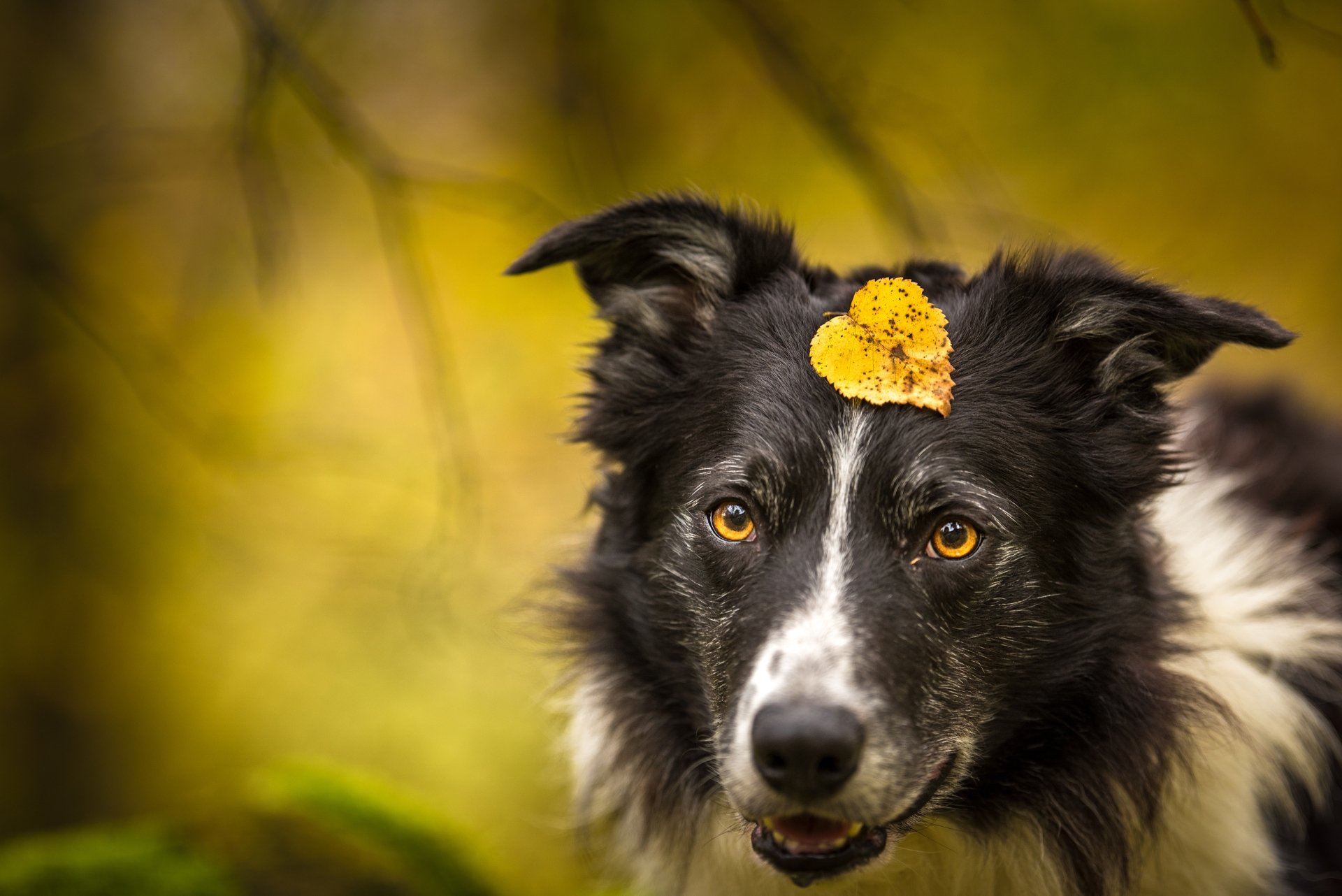 Download Dog Animal Border Collie 4k Ultra HD Wallpaper