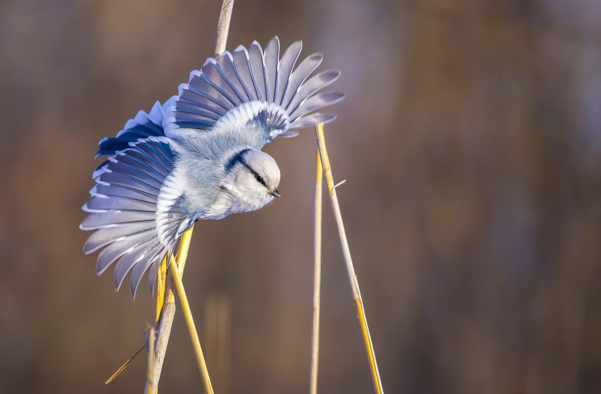 Download Bird Animal Titmouse 4k Ultra HD Wallpaper