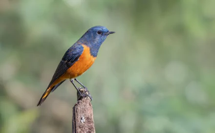 Redstart - Desktop Wallpapers, Phone Wallpaper, PFP, Gifs, and More!