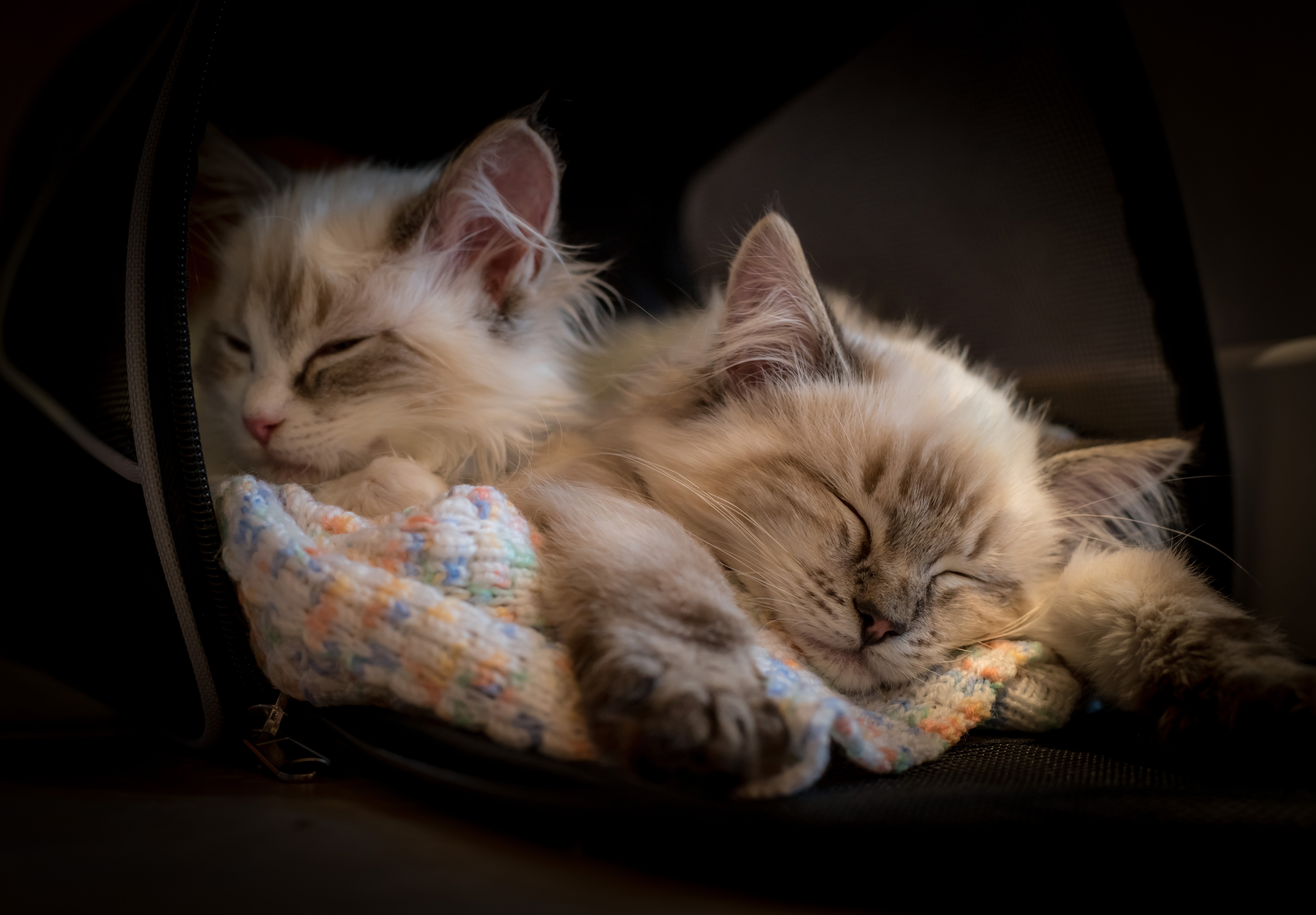 Download Sleeping Kitten Baby Animal Animal Cat 4k Ultra HD Wallpaper