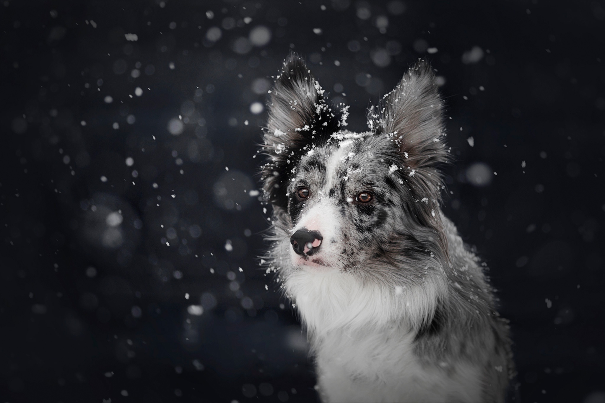Border Collie HD Wallpaper